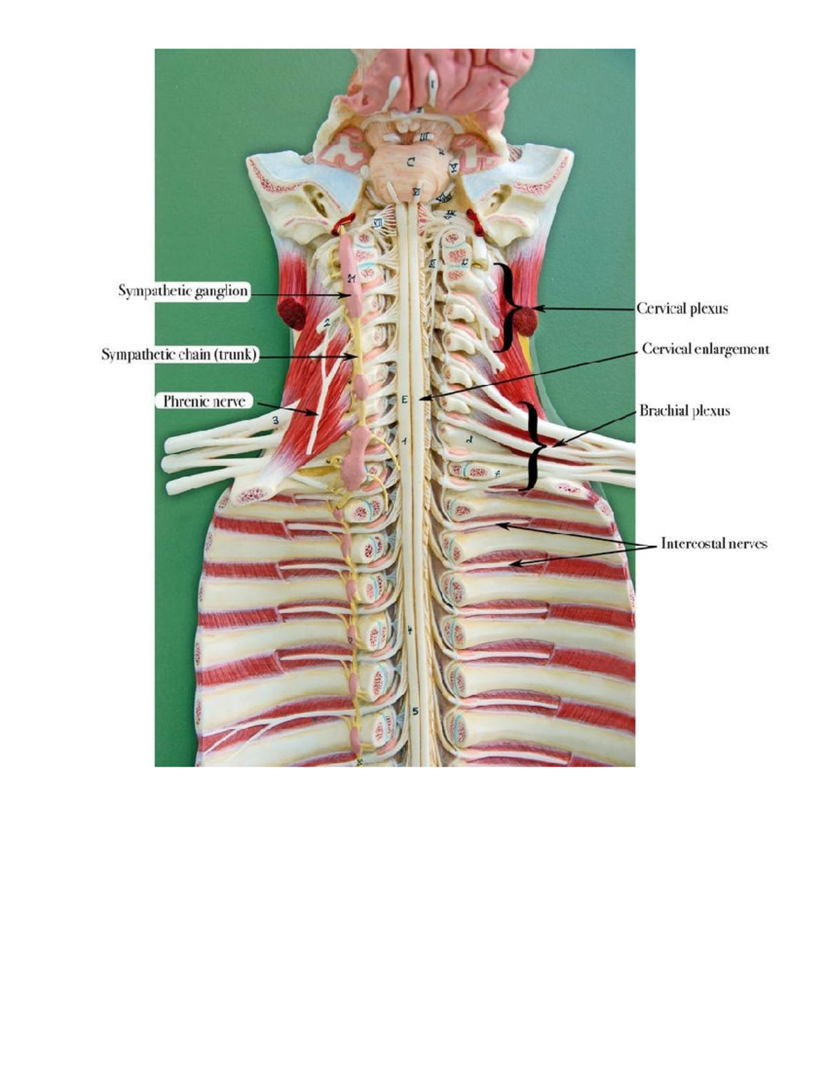 Lab 1 Spinal cord model enlarged - SCB 204 - Studocu