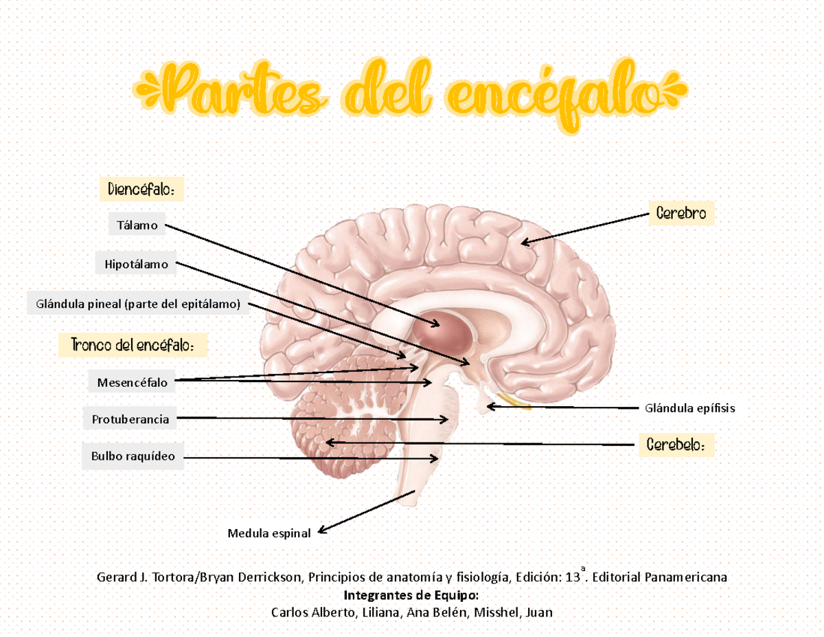 Encéfalo - Cerebro Diencéfalo: Tronco del encéfalo: Cerebelo: Tálamo ...