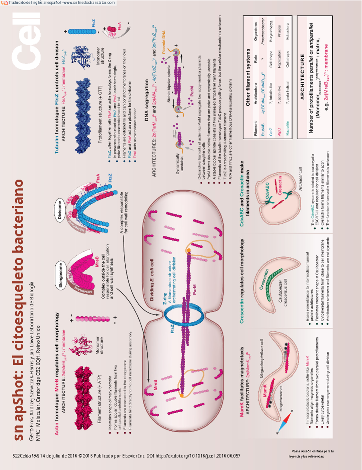 The bacterial cytoskeleton - Vea la versión en línea para la 522Celda ...
