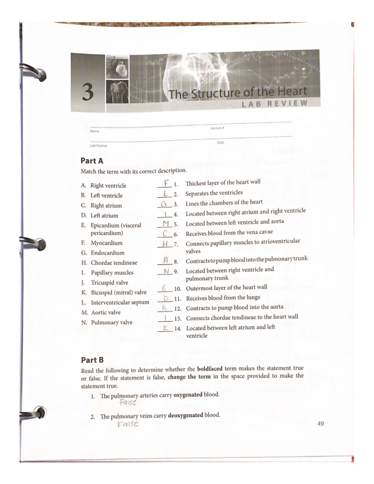Lab 3 - lab - 3 The Structure of the Heart LAB REVIEW Section Name Date ...