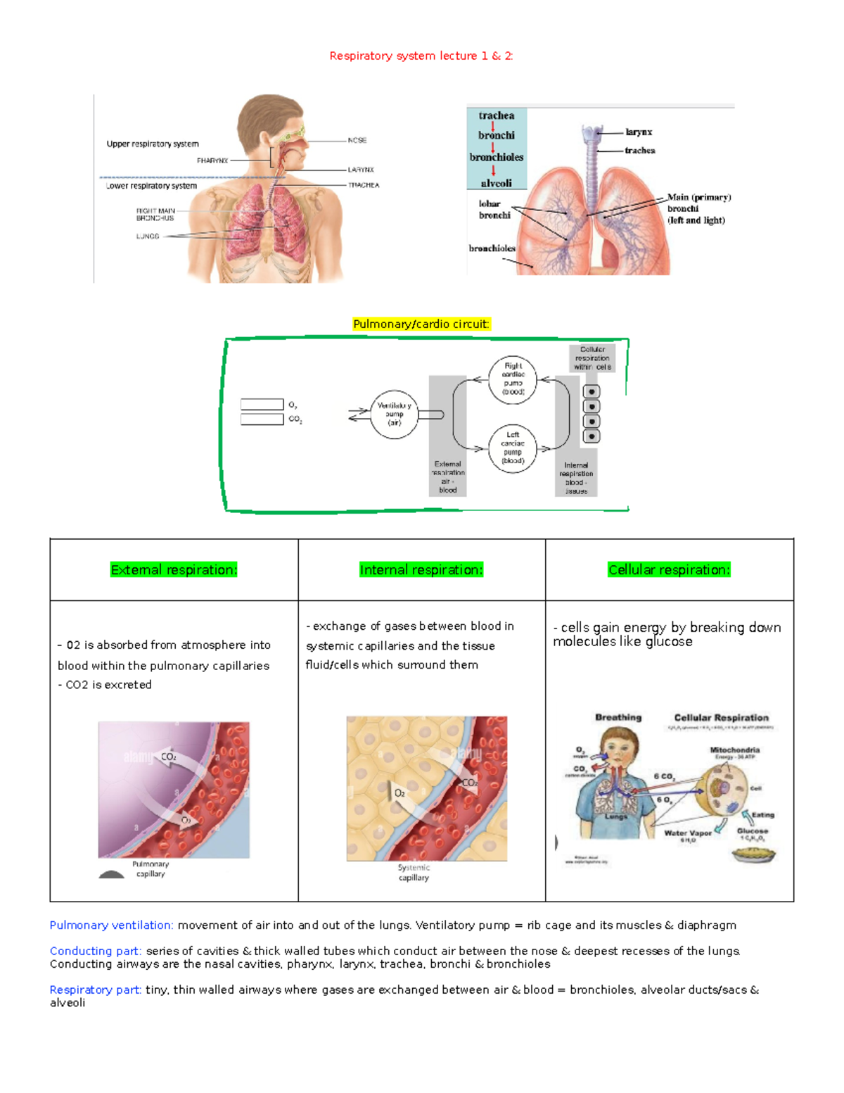 Respiratory system lecture 1 - Ventilatory pump = rib cage and its ...
