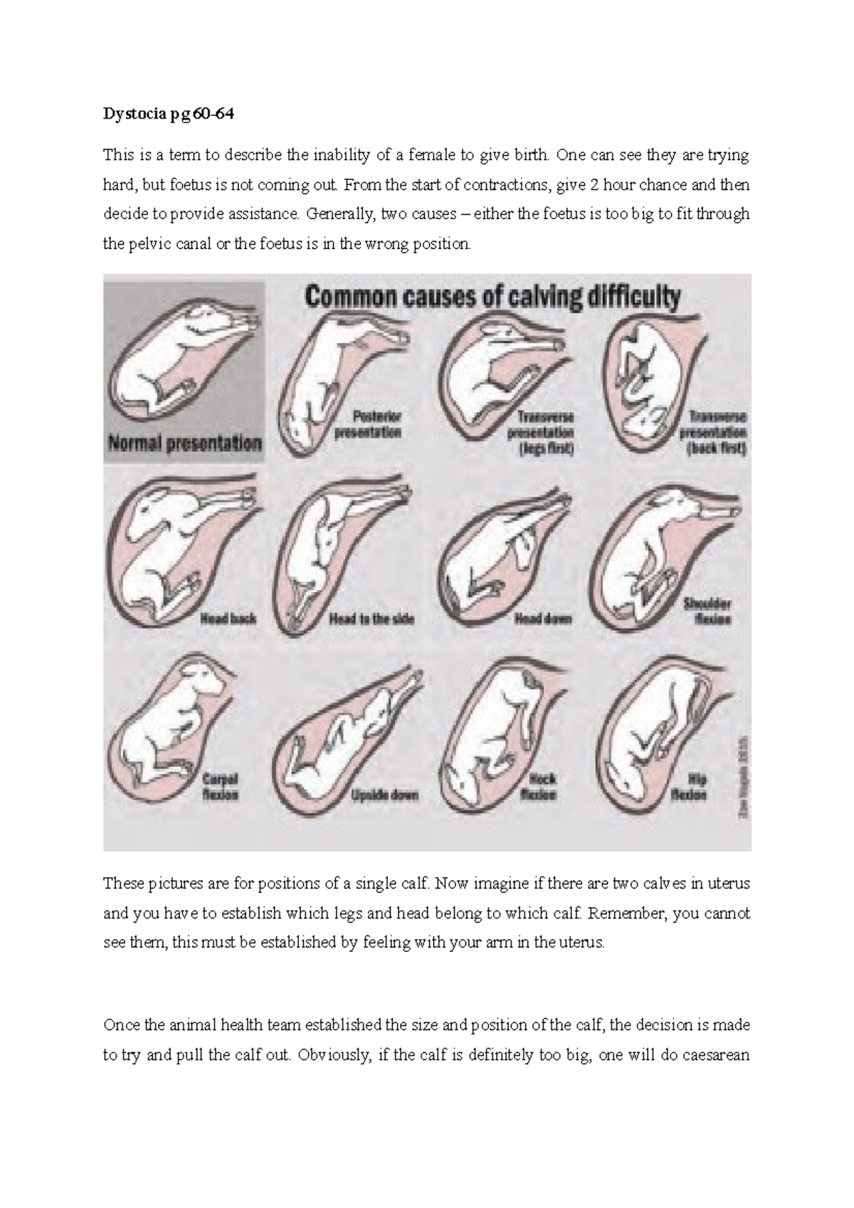 Obstetrics lecture 5 - animal handling - Dystocia pg 60- This is a term ...