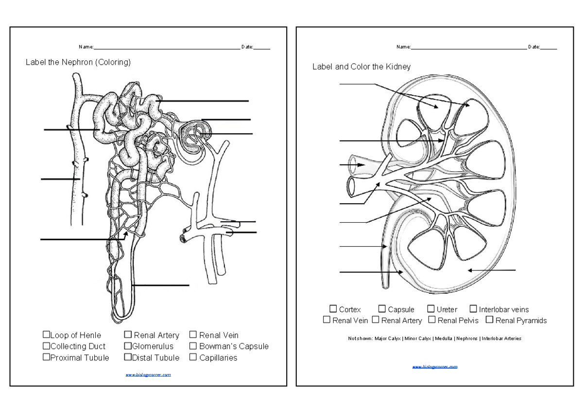 Nephron Kidney Label - Name ...