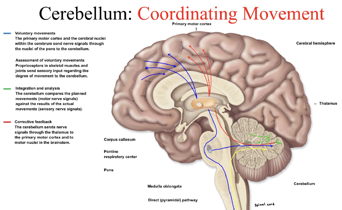 Cerebellum coordinating movement - BIO 245 - Studocu
