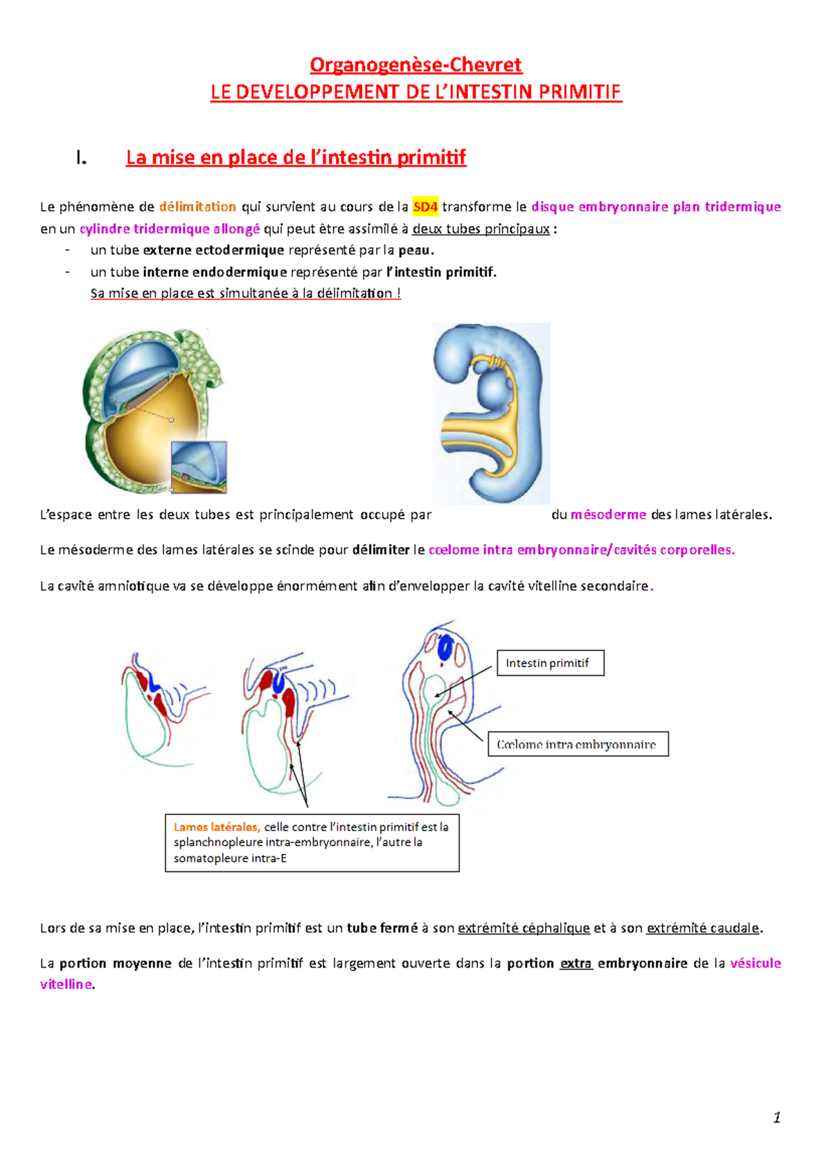 4-Chervet Organo Intestin Primitif - Organogenèse-Chevret LE ...