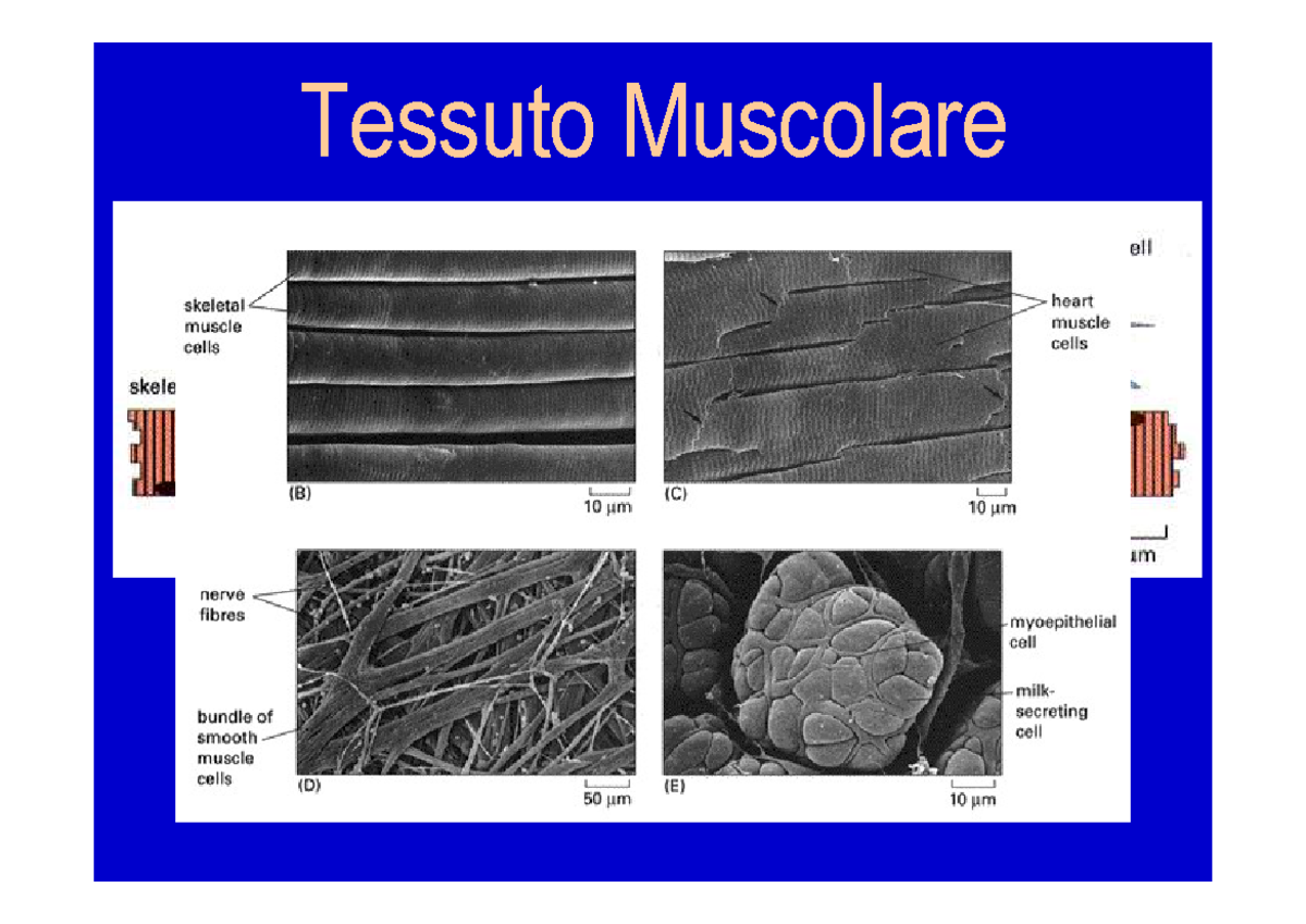 6. tessuto muscolare - pptx - Tessuto Muscolare T. Muscolare ...