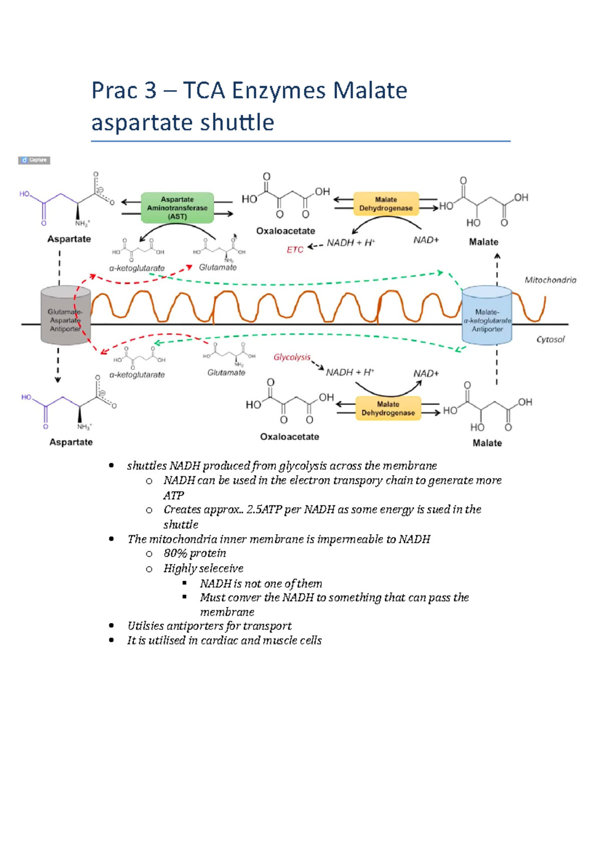 Prac 3 – TCA Enzymes Malate aspartate shuttle - Prac 3 – TCA Enzymes ...