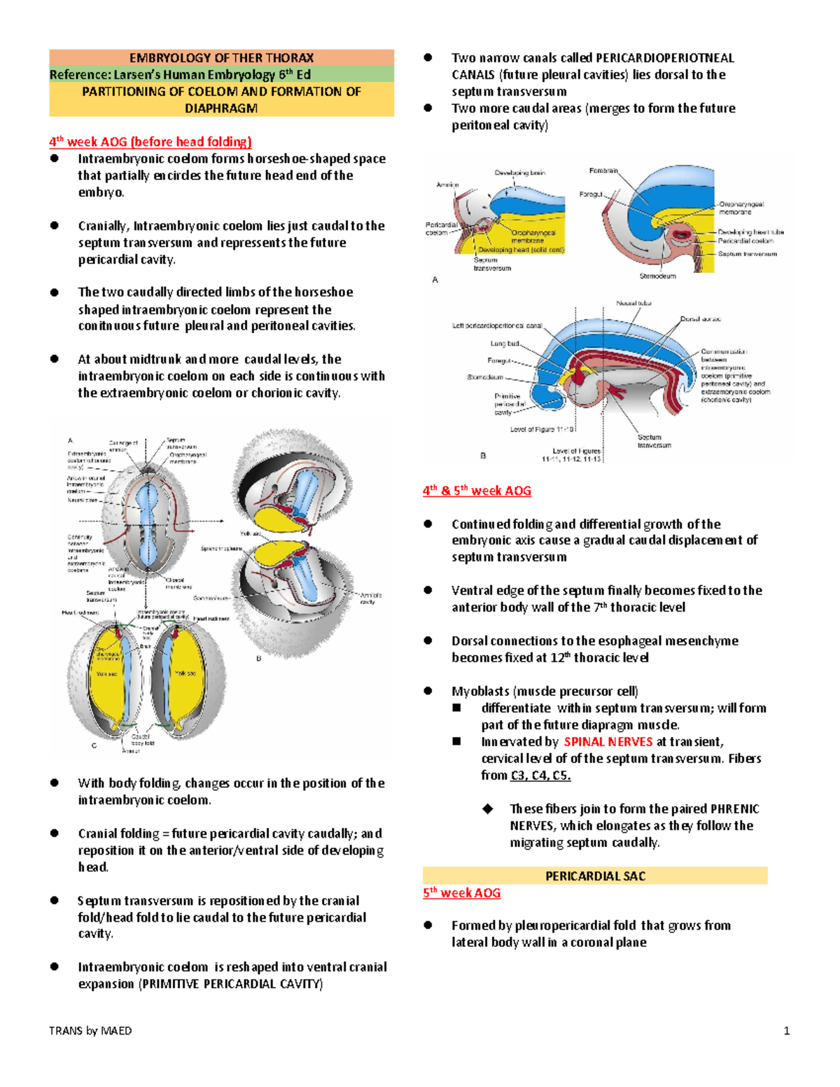 Embryology OF THER Thorax - EMBRYOLOGY OF THER THORAX Reference: Larsen ...