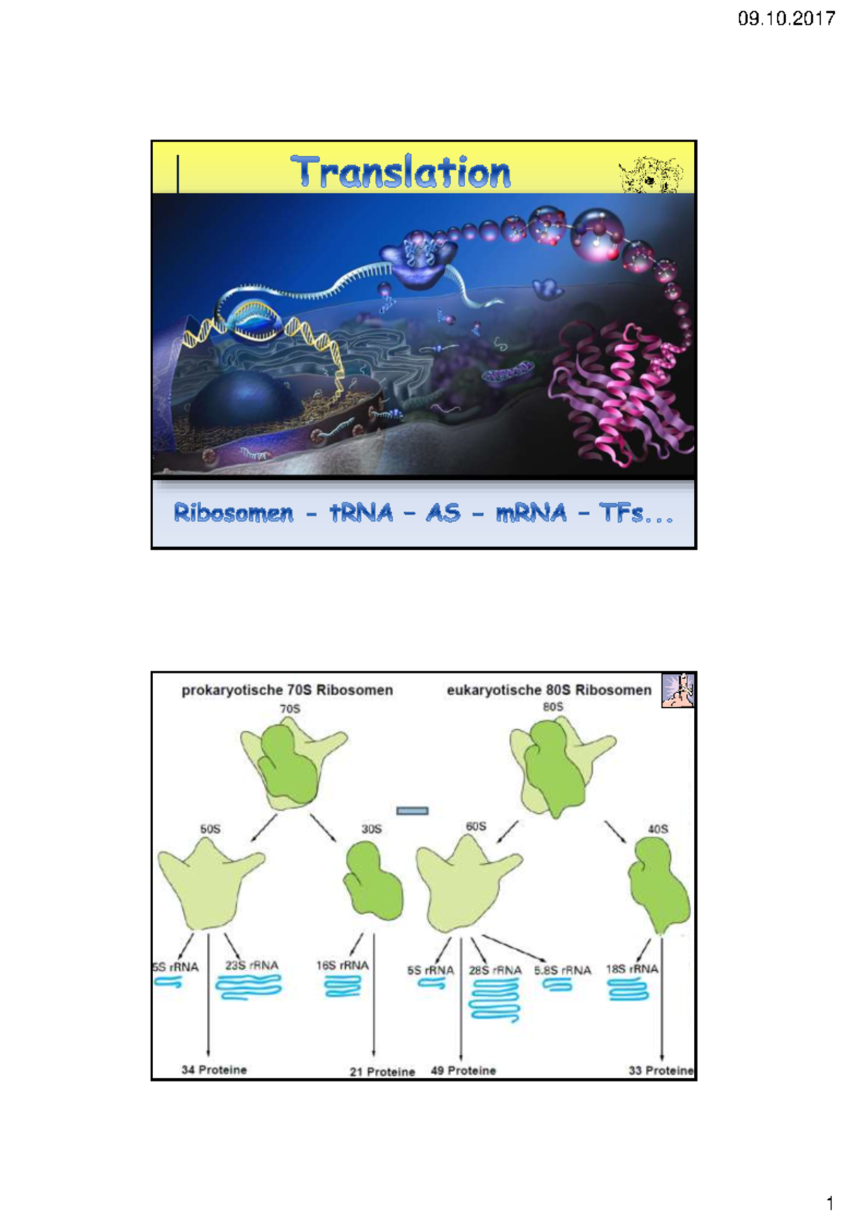 04 Dissimilation und Assimilation short - ####### -> nahezu universell ...