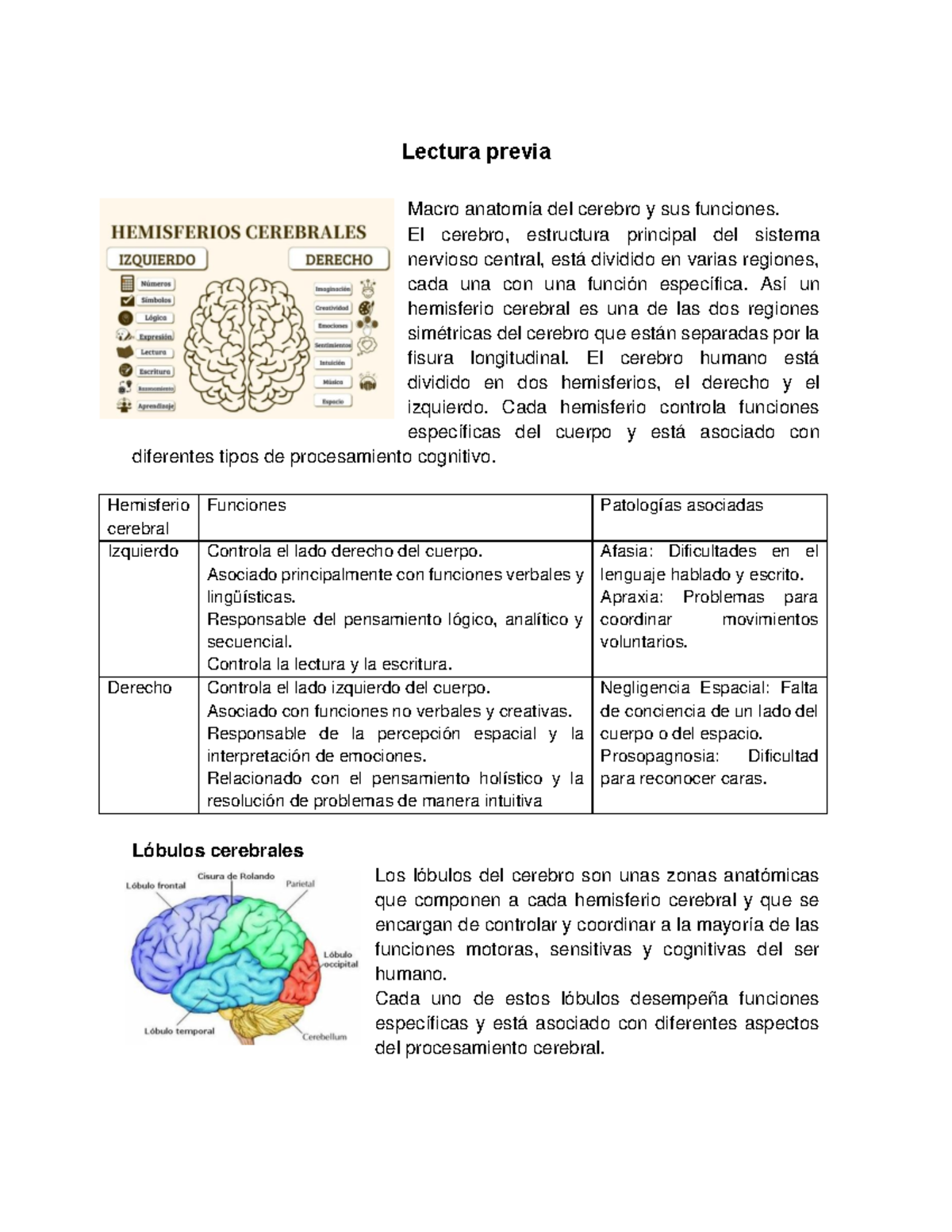 Hemisferios del cerebro - Lectura previa Macro anatomía del cerebro y sus funciones. El cerebro ...
