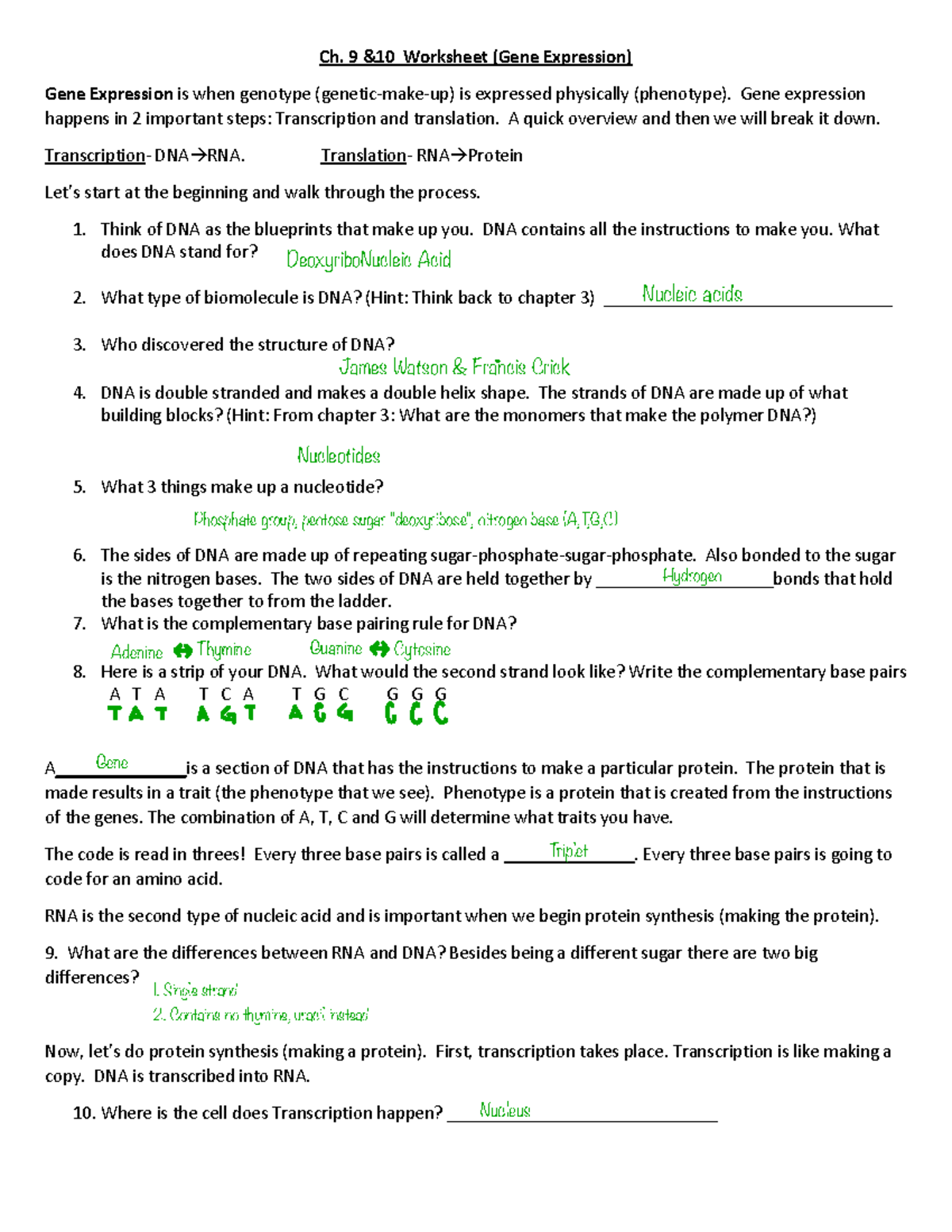 Ch. 9 and 10 Gene Expression - Ch. 9 &10 Worksheet (Gene Expression ...
