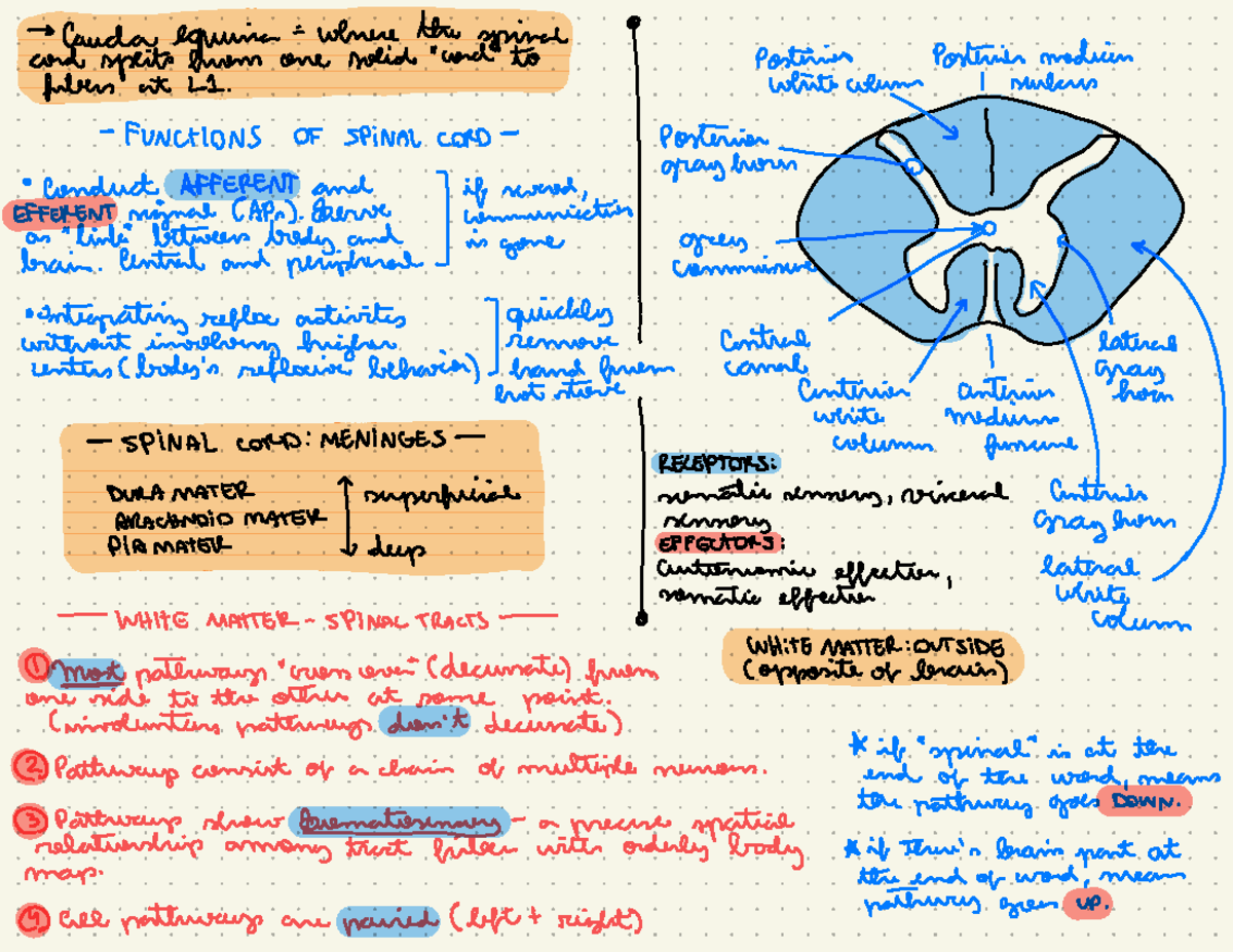 Unit 1: Spinal Cord - → Cauda ####### equine = where the spinal cord ...