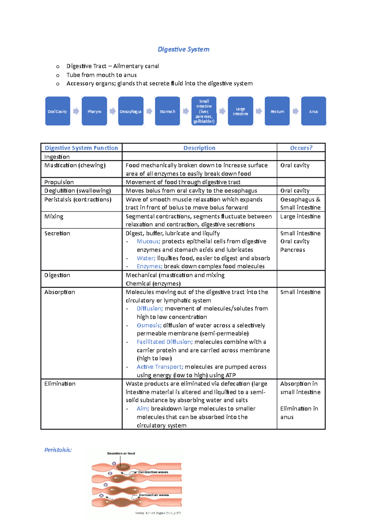 Digestive System Functions and Anatomy - Studocu