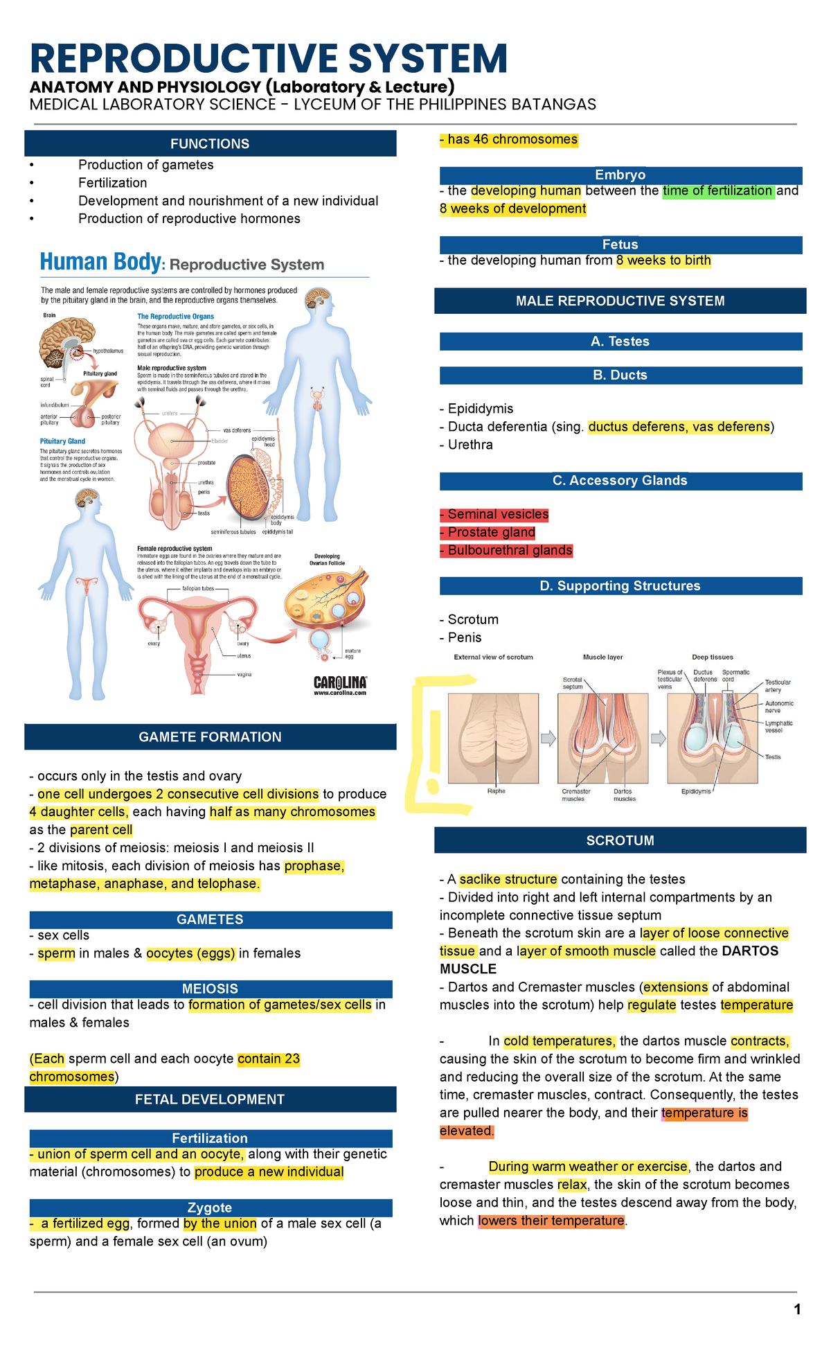 Reproductive System-Transes (14PPS) - ANATOMY AND PHYSIOLOGY (Laboratory & Lecture) MEDICAL ...