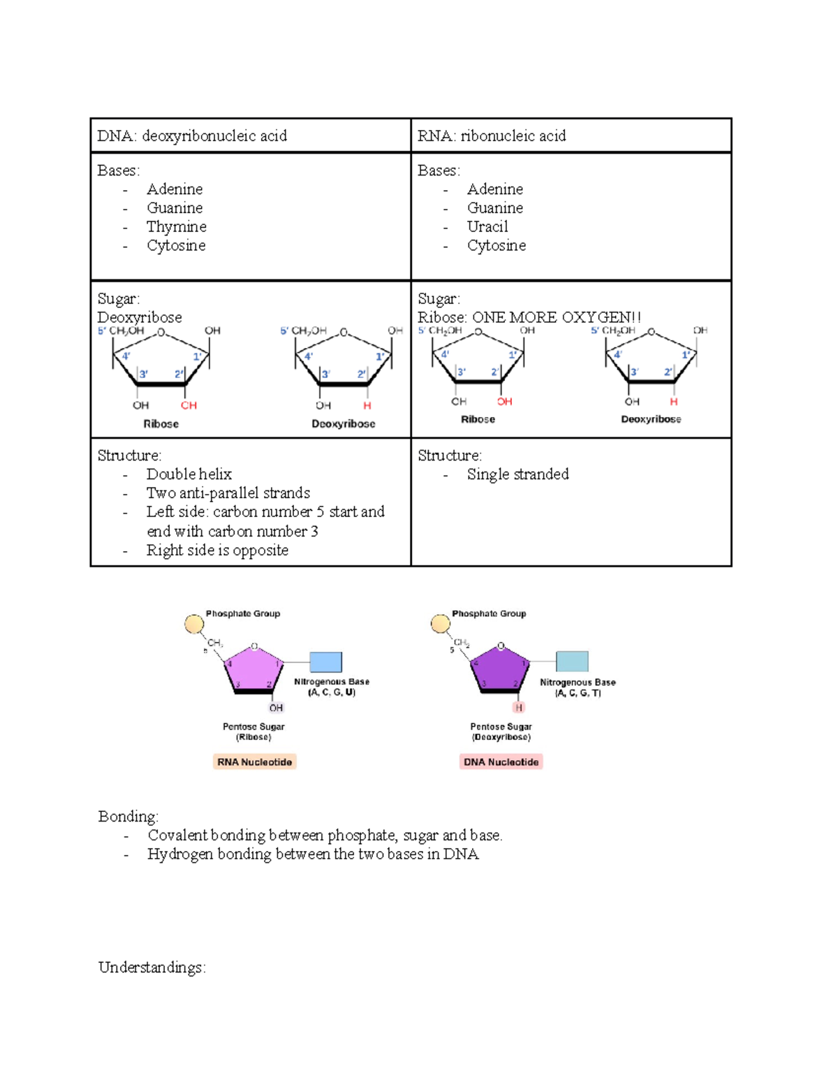 2.6-Structure of DNA - Ib Coursee - DNA: deoxyribonucleic acid RNA ...
