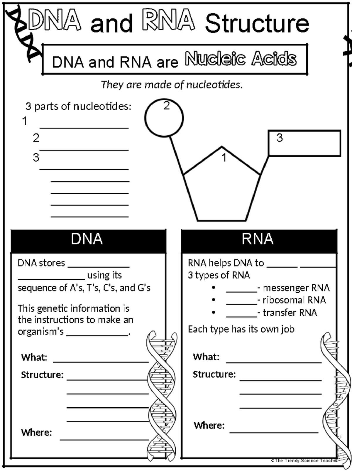 DNA and RNA Structure Notes - and Structure DNA and RNA are They are ...