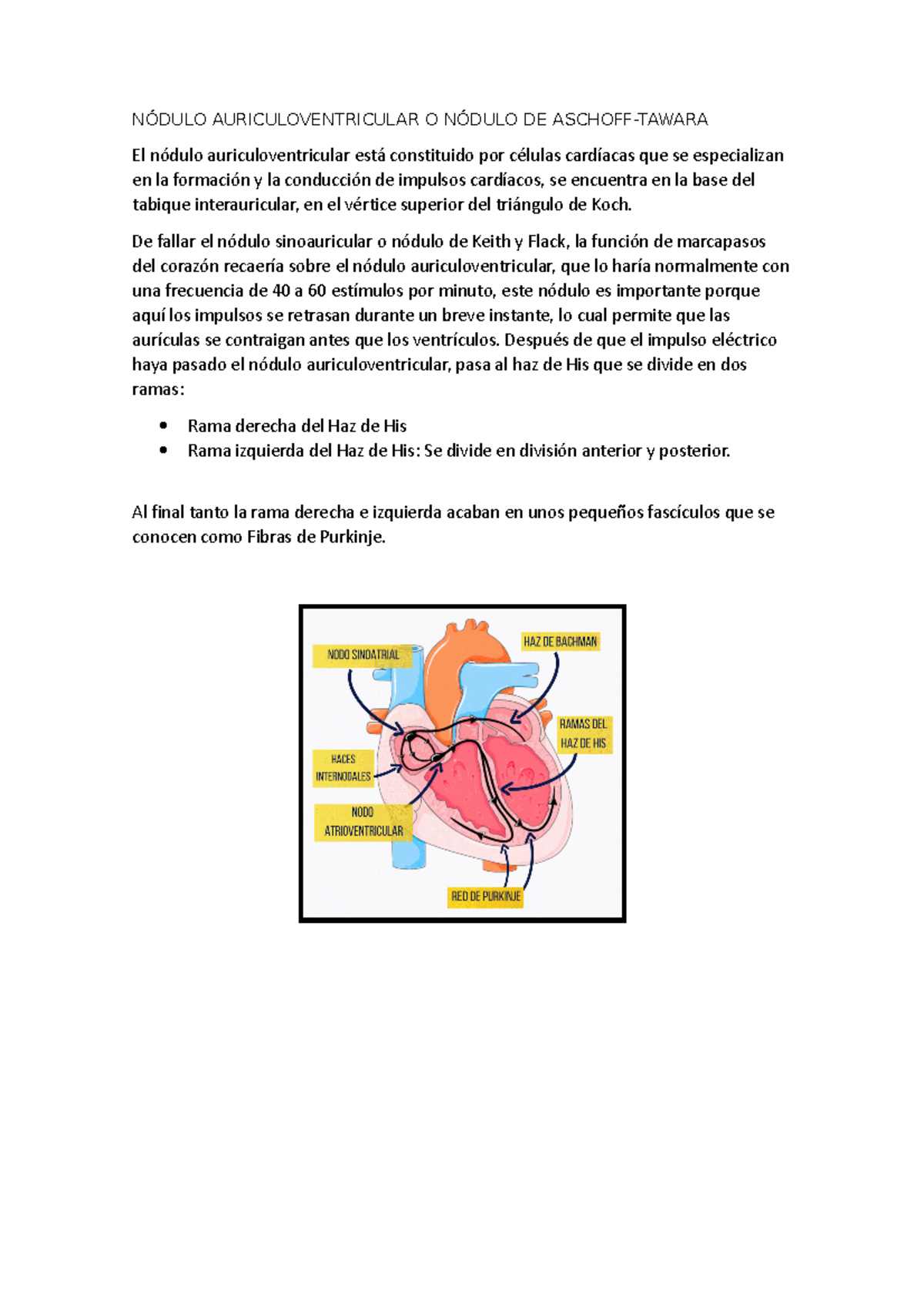 Nódulo Auriculoventricular - NÓDULO AURICULOVENTRICULAR O NÓDULO DE ...