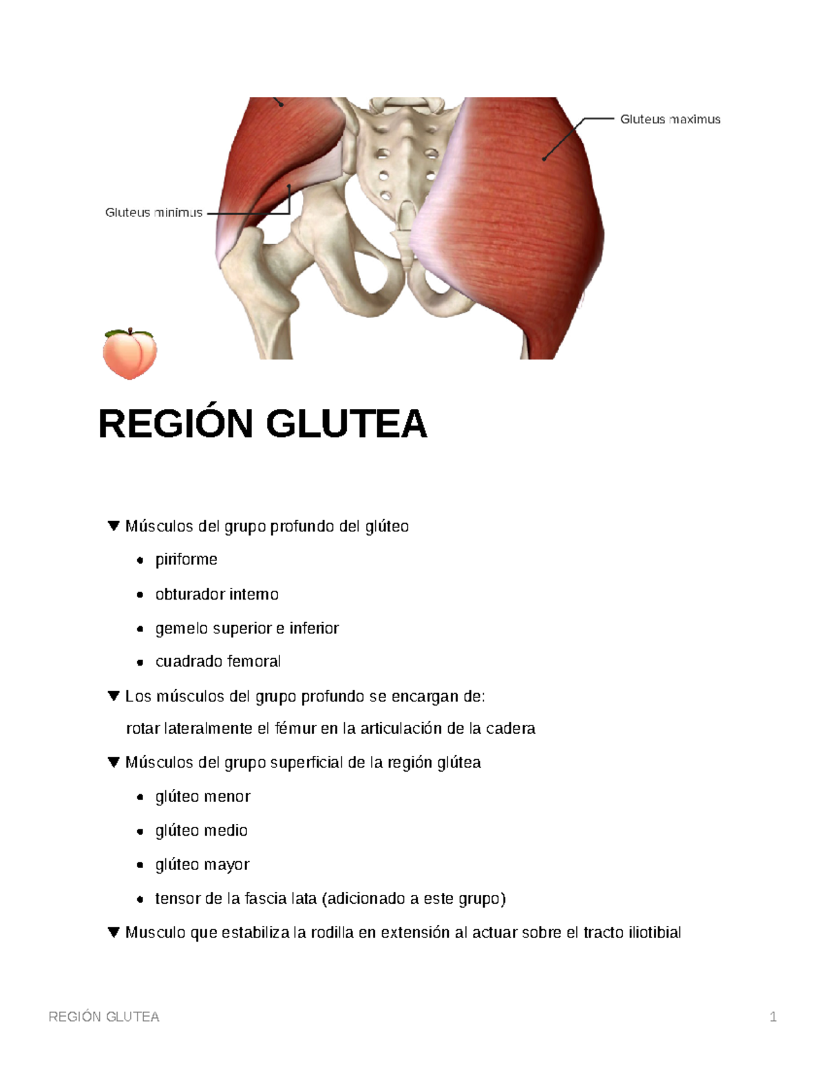 Regin Glutea - Resumenes - REGIÓN GLUTEA Músculos del grupo profundo ...