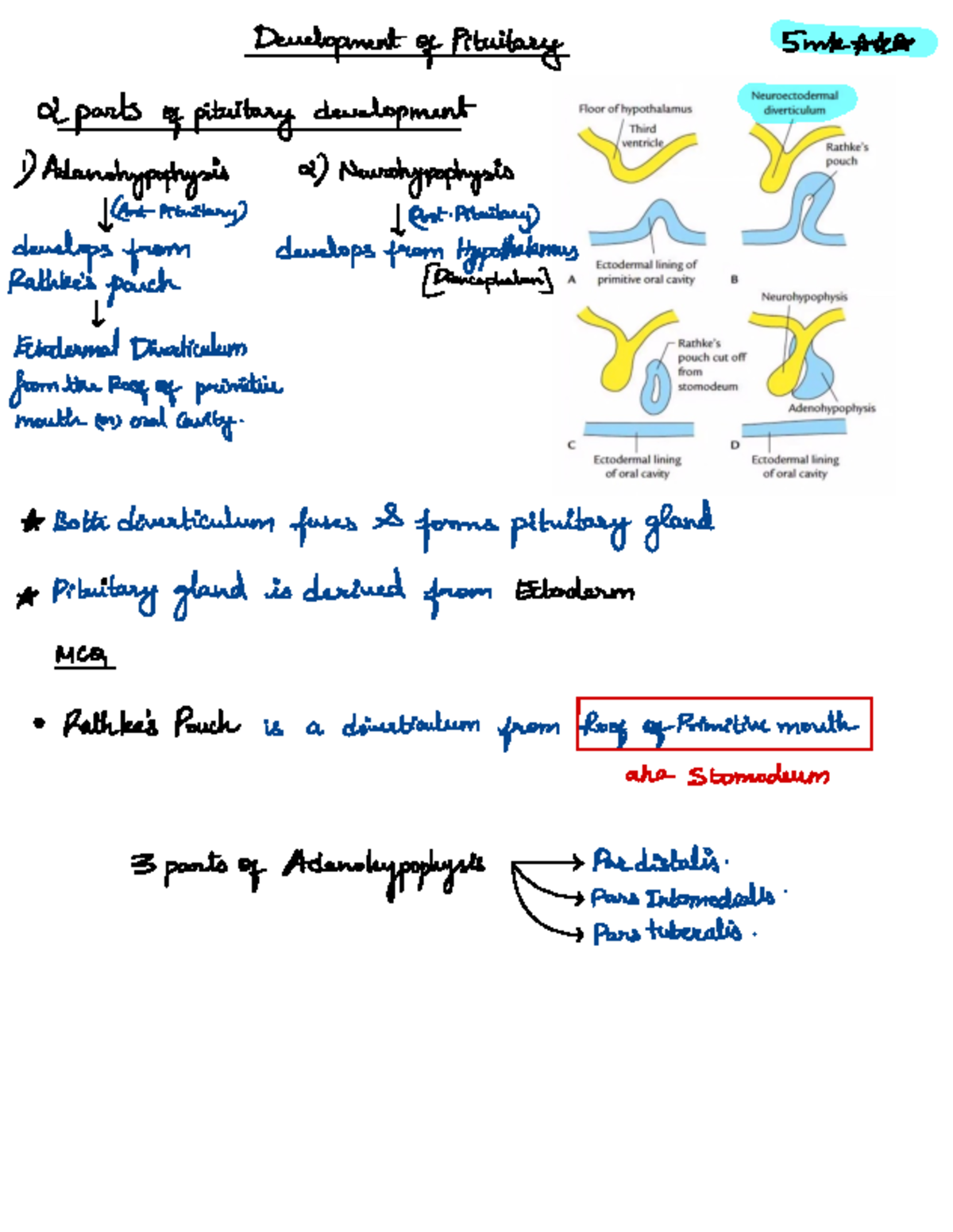 Development Of pituitary - Development of pituitary 5mk*tA parts of ...