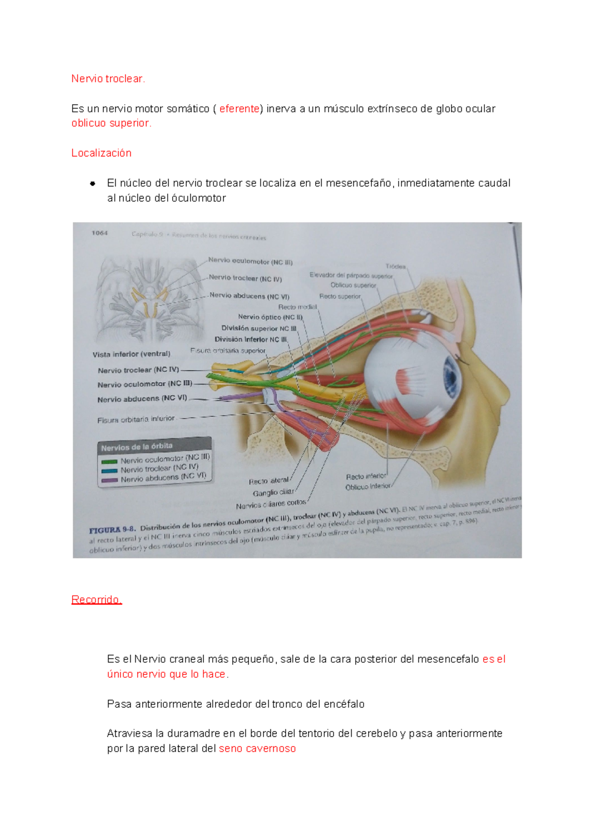 Nervio troclear - Resumen Anatomía humana - Nervio troclear. Es un ...