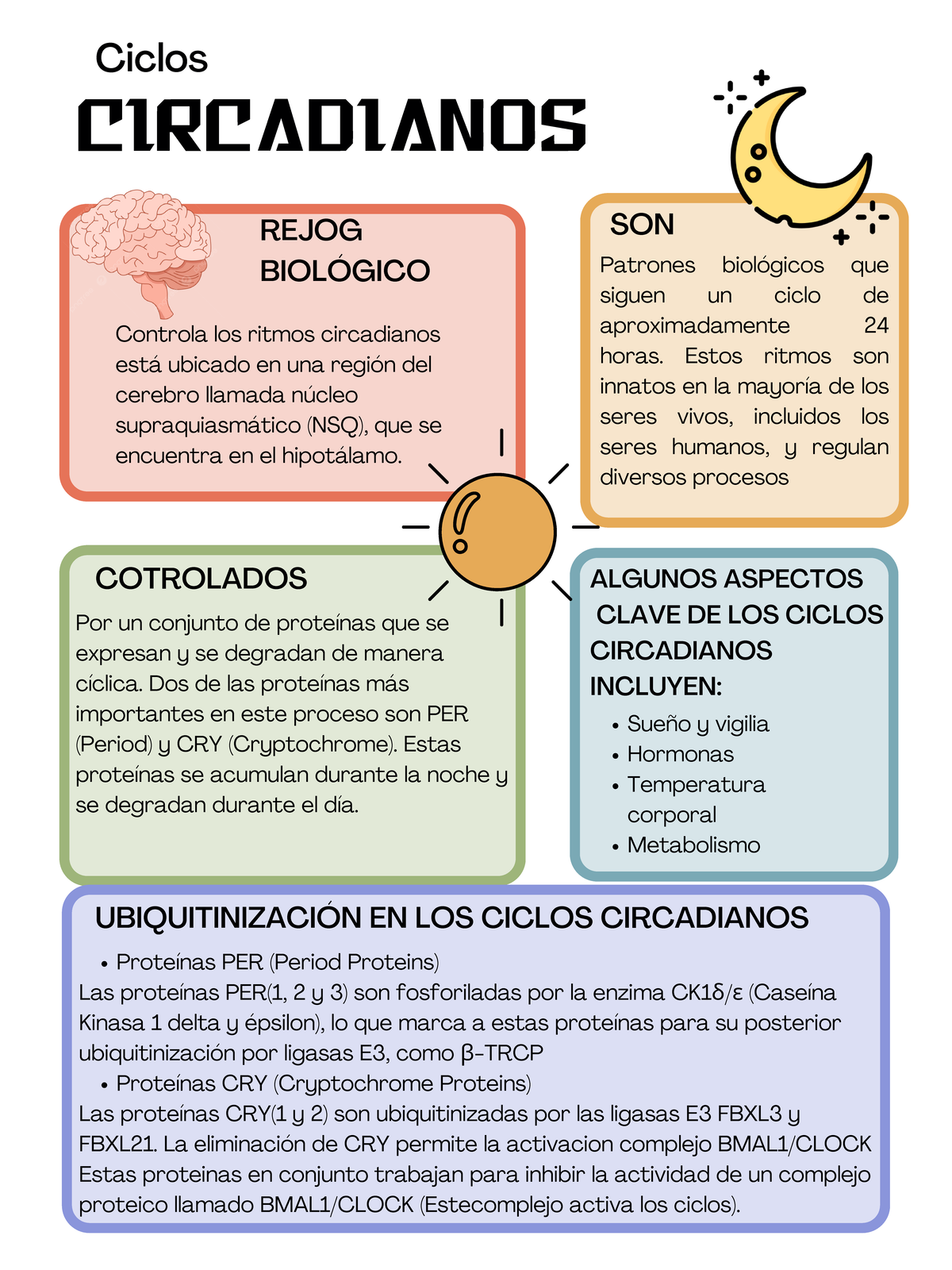 Ciclos circadianos - circadianos REJOG BIOLÓGICO Controla los ritmos ...
