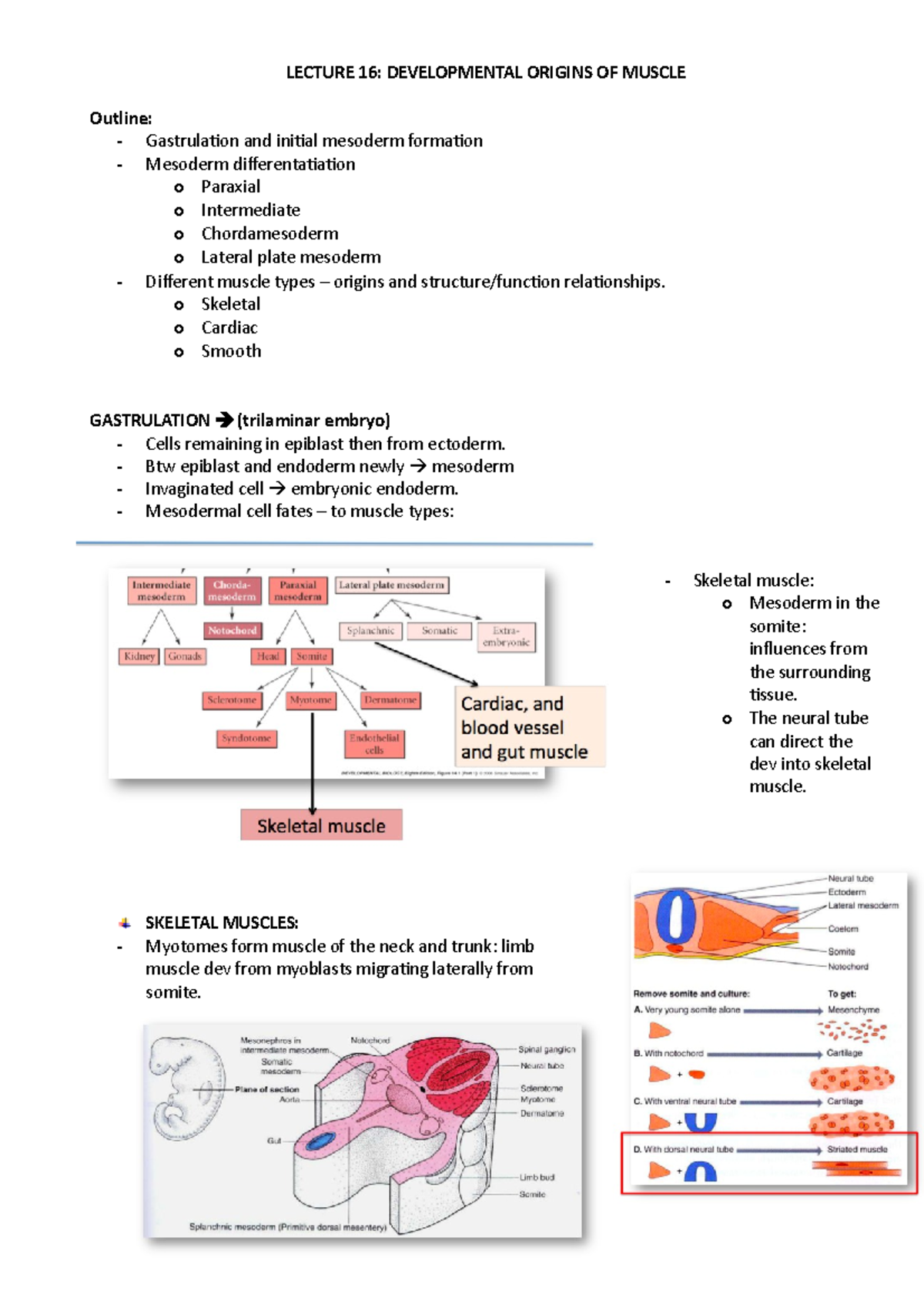 Lecture 16 Development AND Origin OF Muscle - LECTURE 16: DEVELOPMENTAL ...