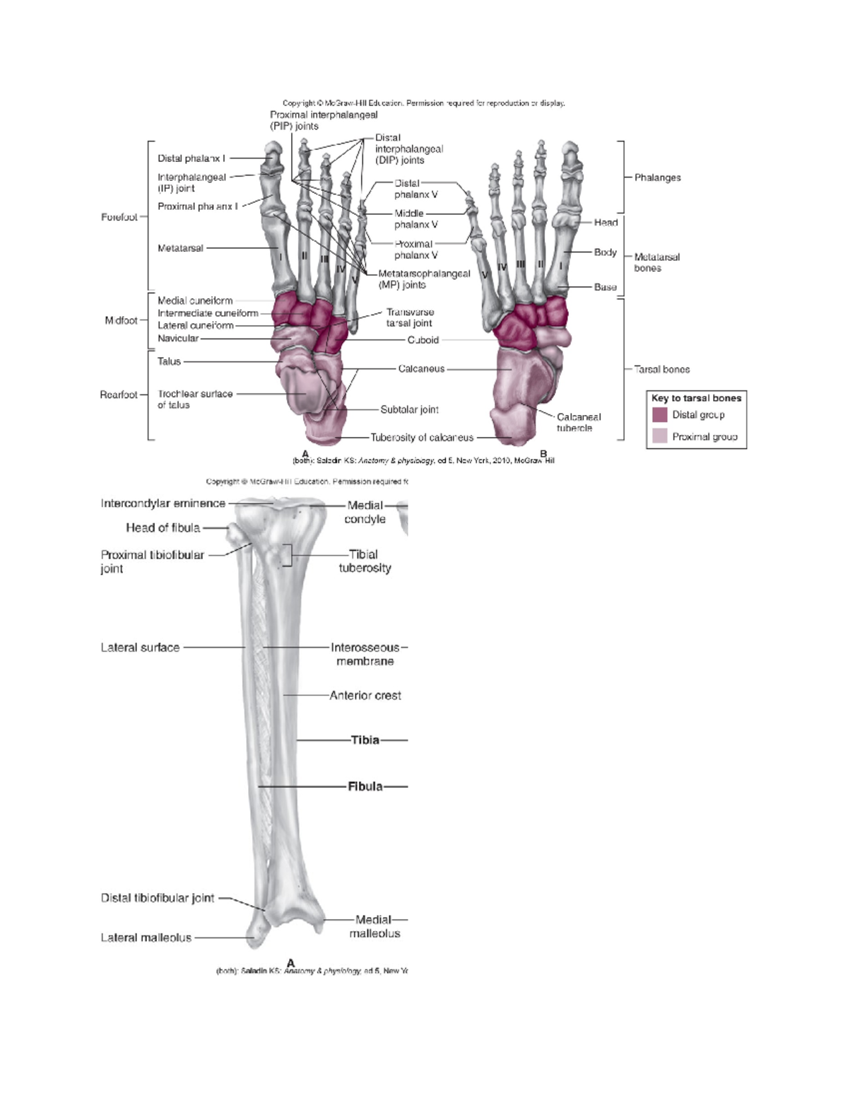 Leg and ankle joints anatomy - FIT - Studocu