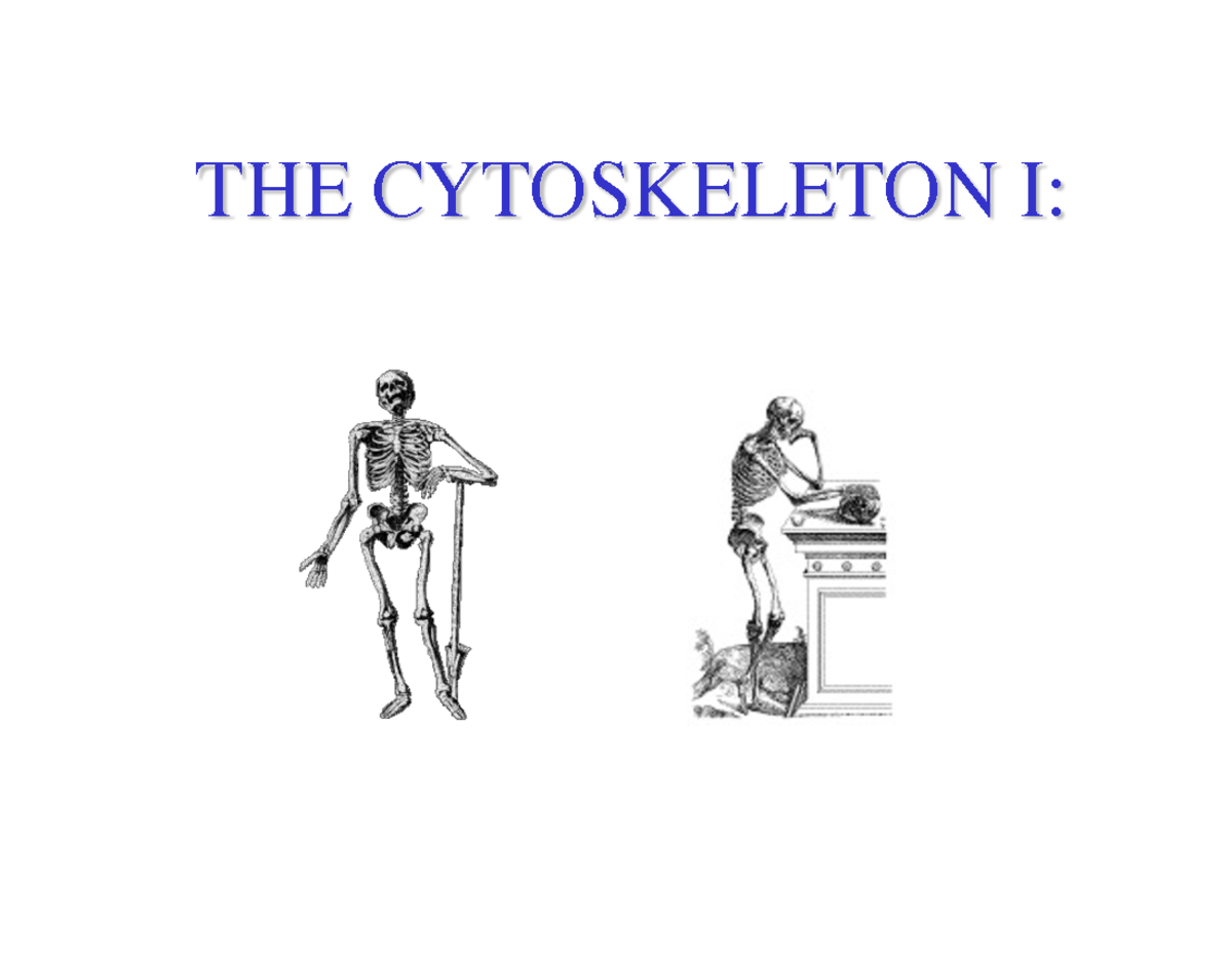 Cytoskeleton Filament Systems - THE CYTOSKELETON I: The Cytoskeleton ...