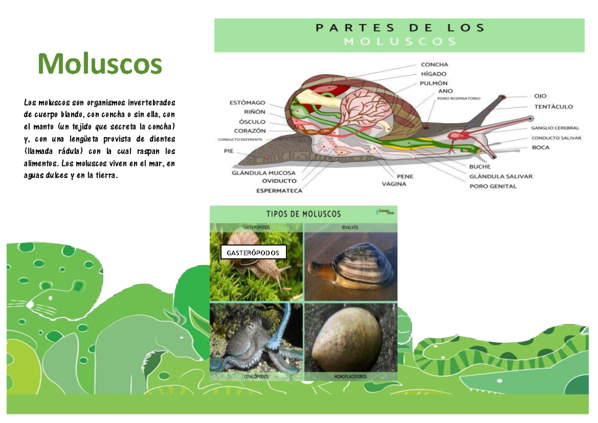 Moluscos - Moluscos Los moluscos son organismos invertebrados de cuerpo ...