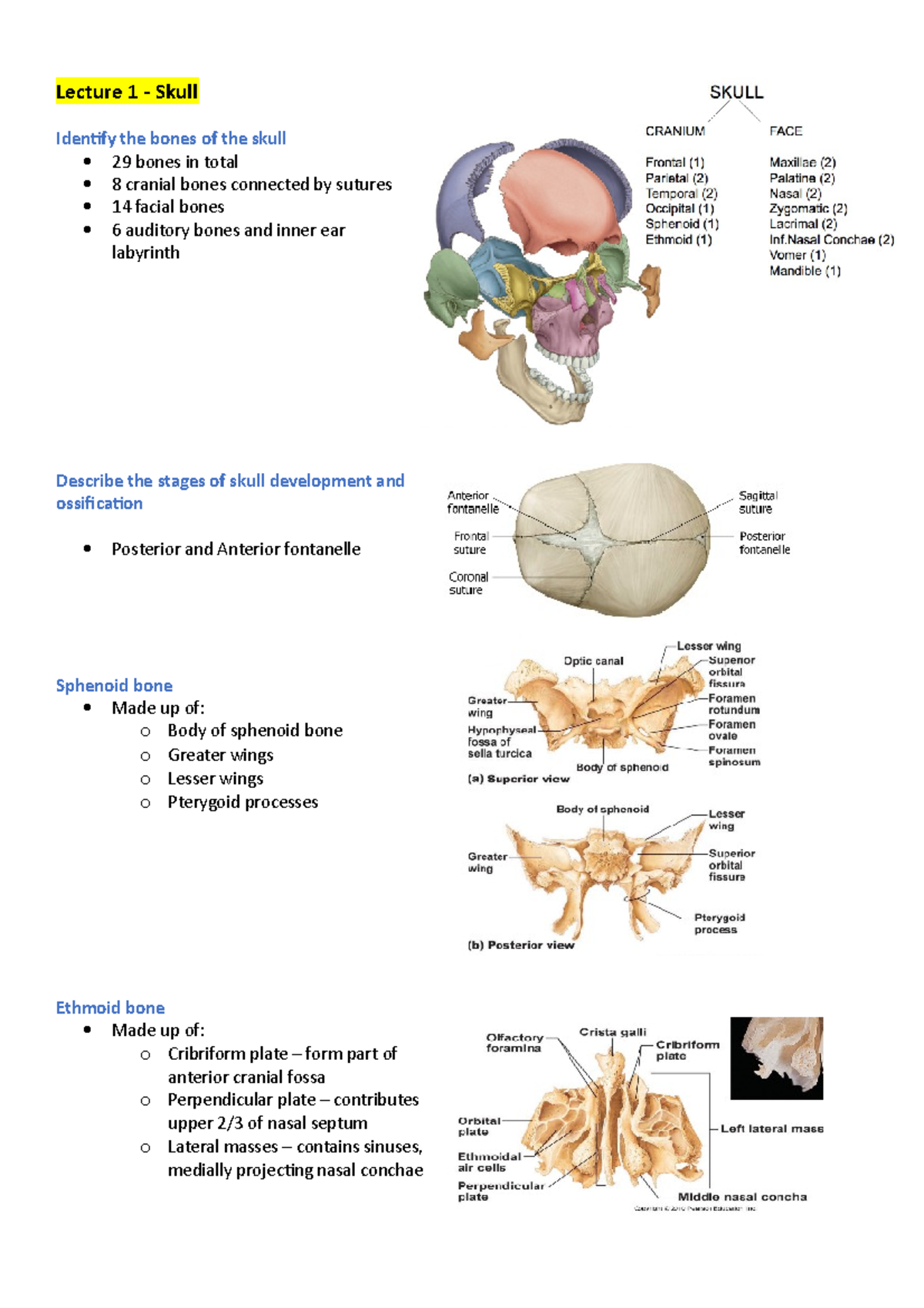 Neural and Visceral anatomy week 1 - Lecture 1 - Skull Identify the ...