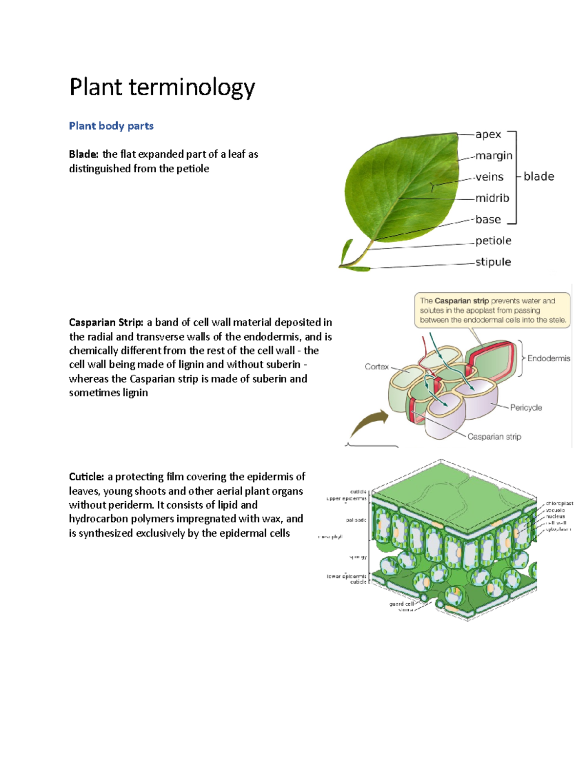 Plant terminology - Plant terminology Plant body parts Blade: the flat ...