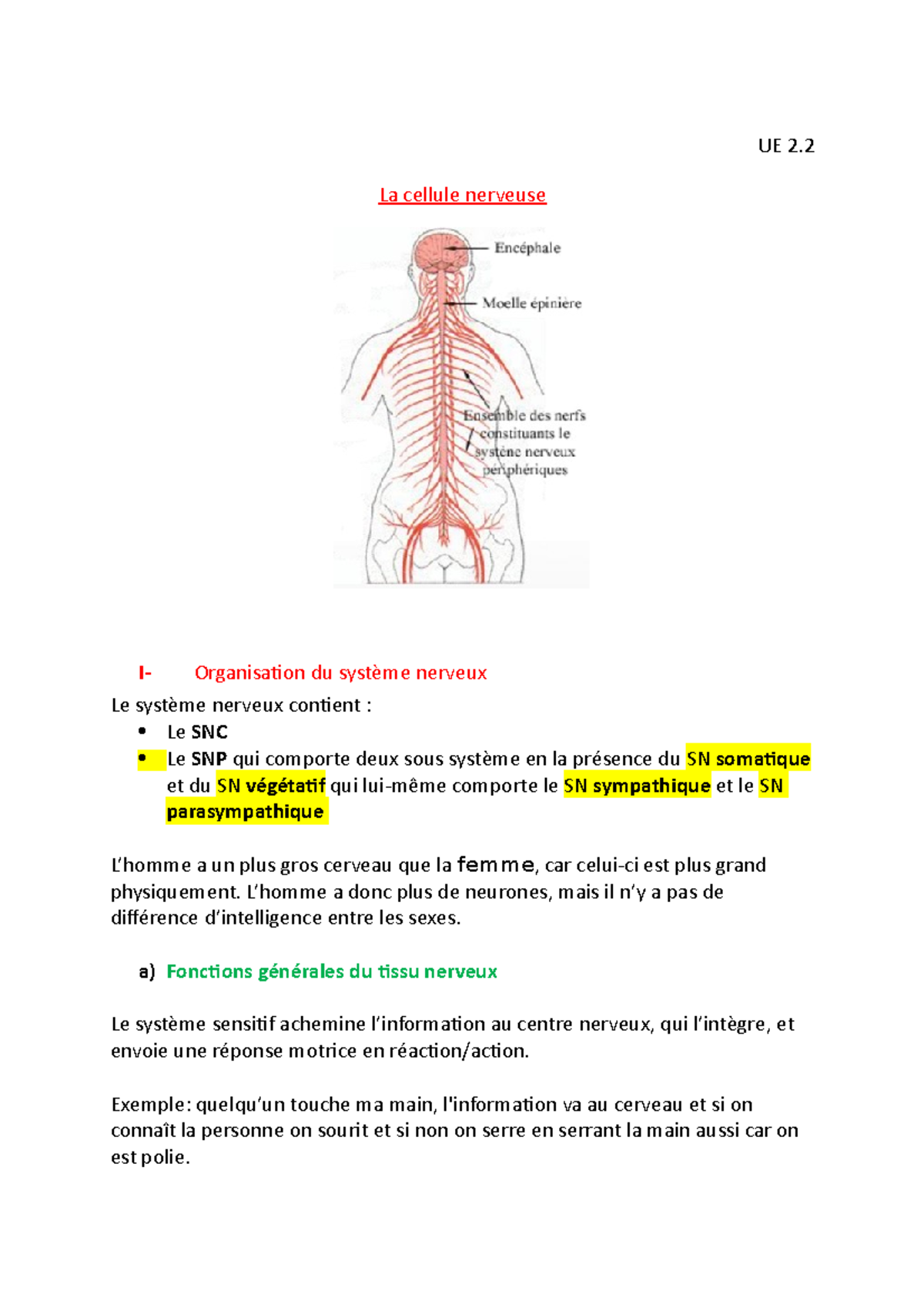 La cellule nerveuse - UE 2. La cellule nerveuse I- Organisation du ...
