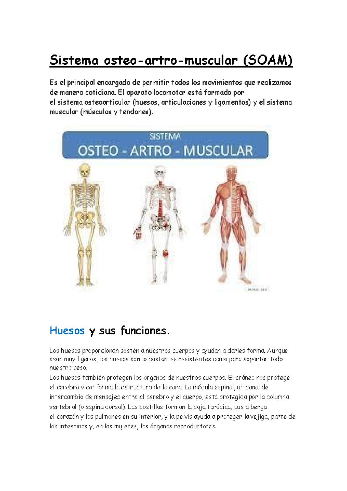 Sistema osteo artro muscular - Sistema osteo-artro-muscular (SOAM) Es el principal encargado de ...