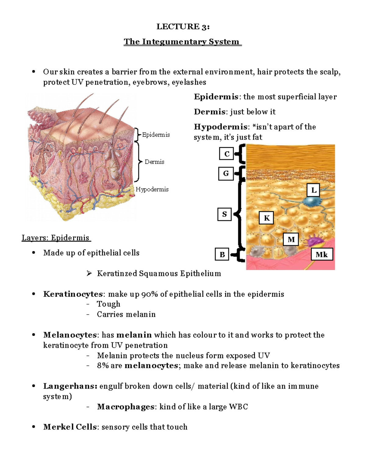 The Integumentary System (L2) - LECTURE 3: The Integumentary System Our ...