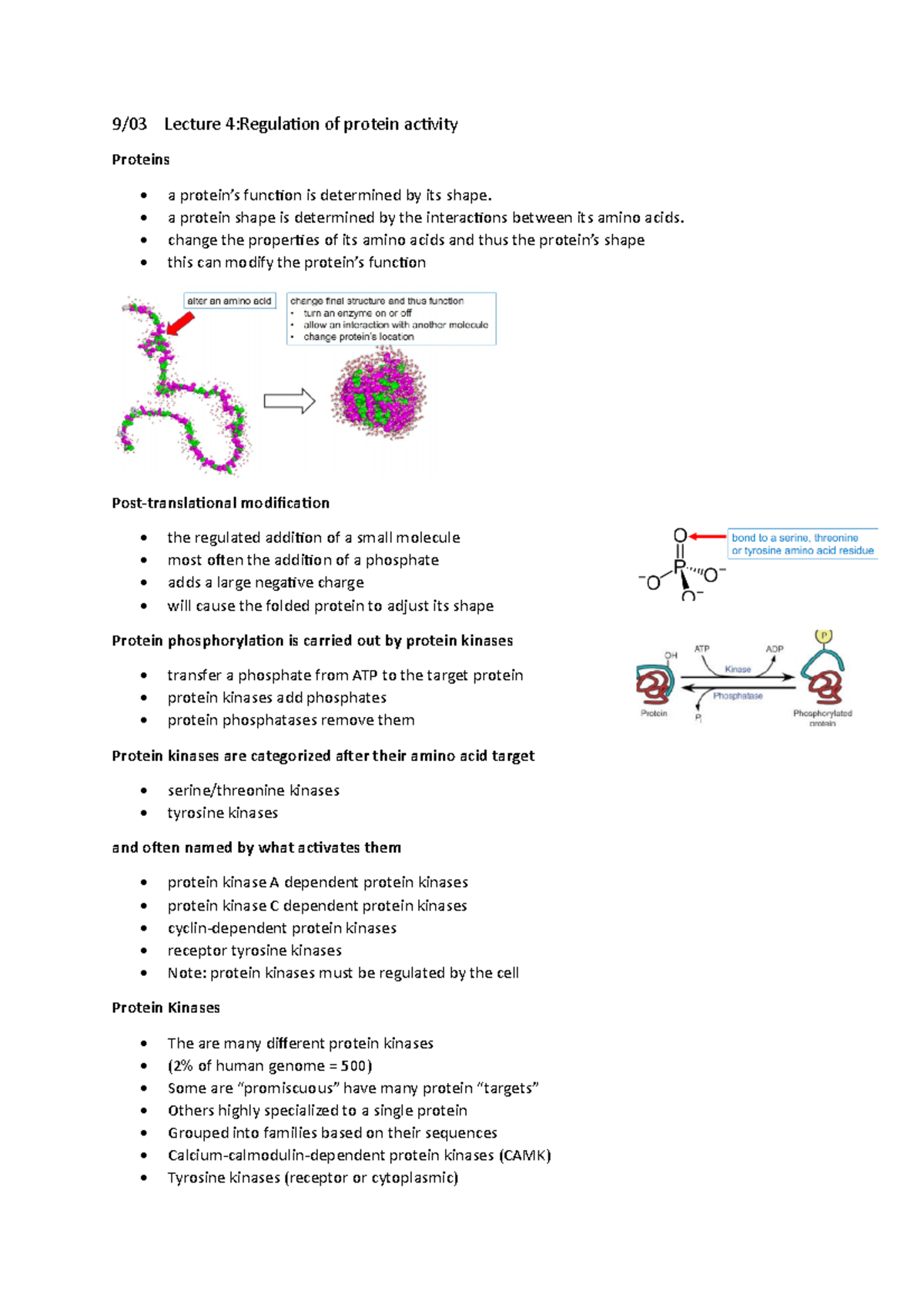 Lecture 4 - 9/03 Lecture 4:Regulation of protein activity Proteins a ...