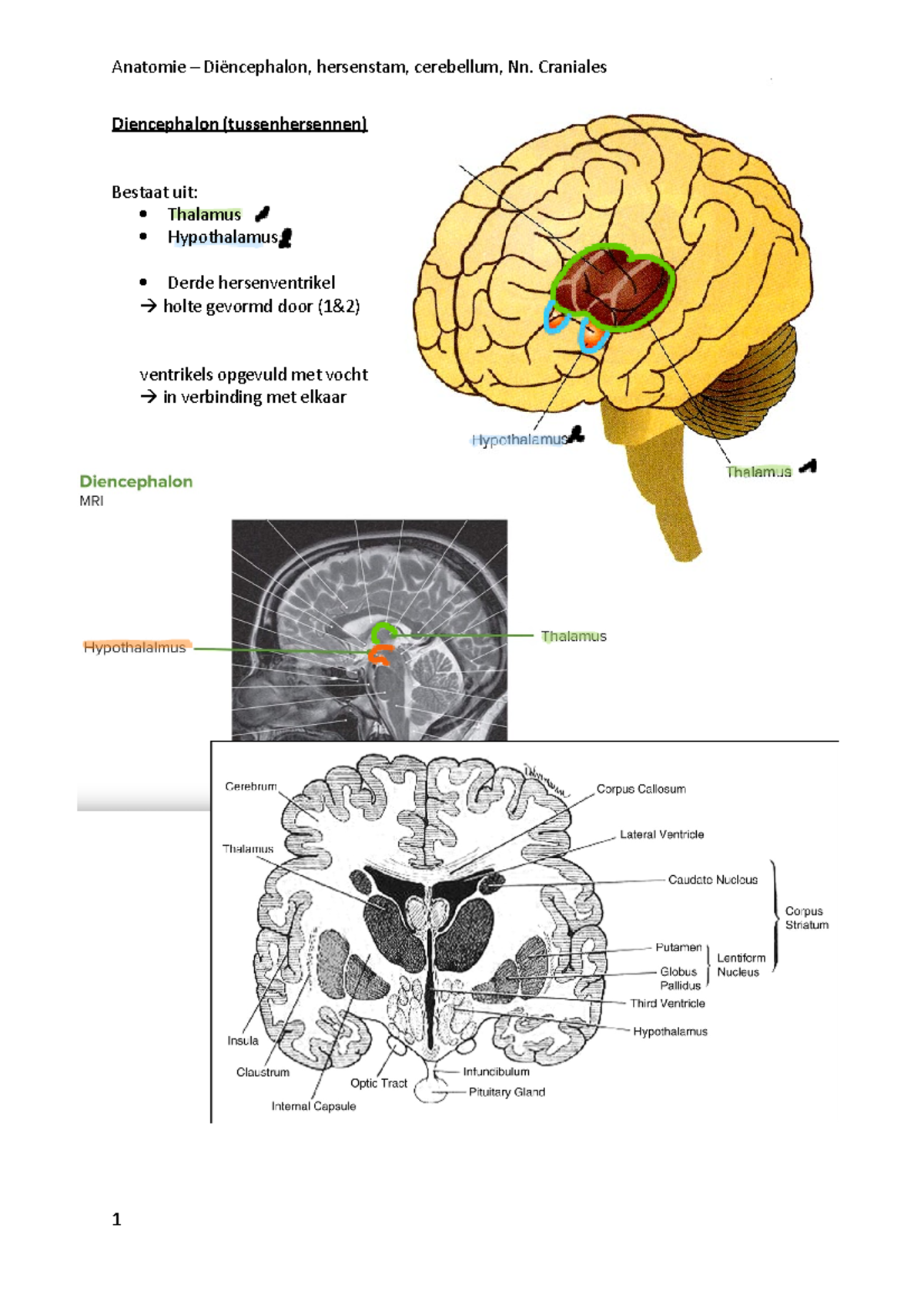 H5 - diëncephalon, hersenstam, cerebellum - Diencephalon ...