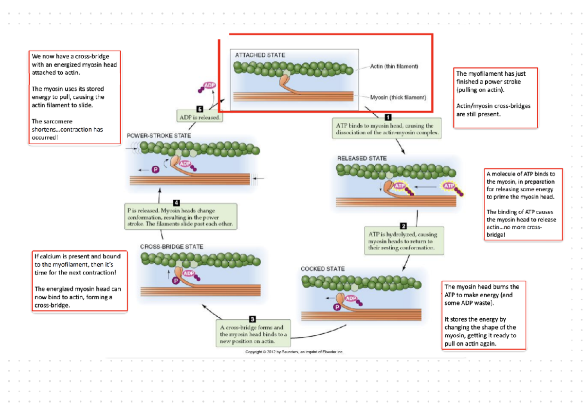Cross bridging diagram - We now have a ATTACHED STATE with an energized ...