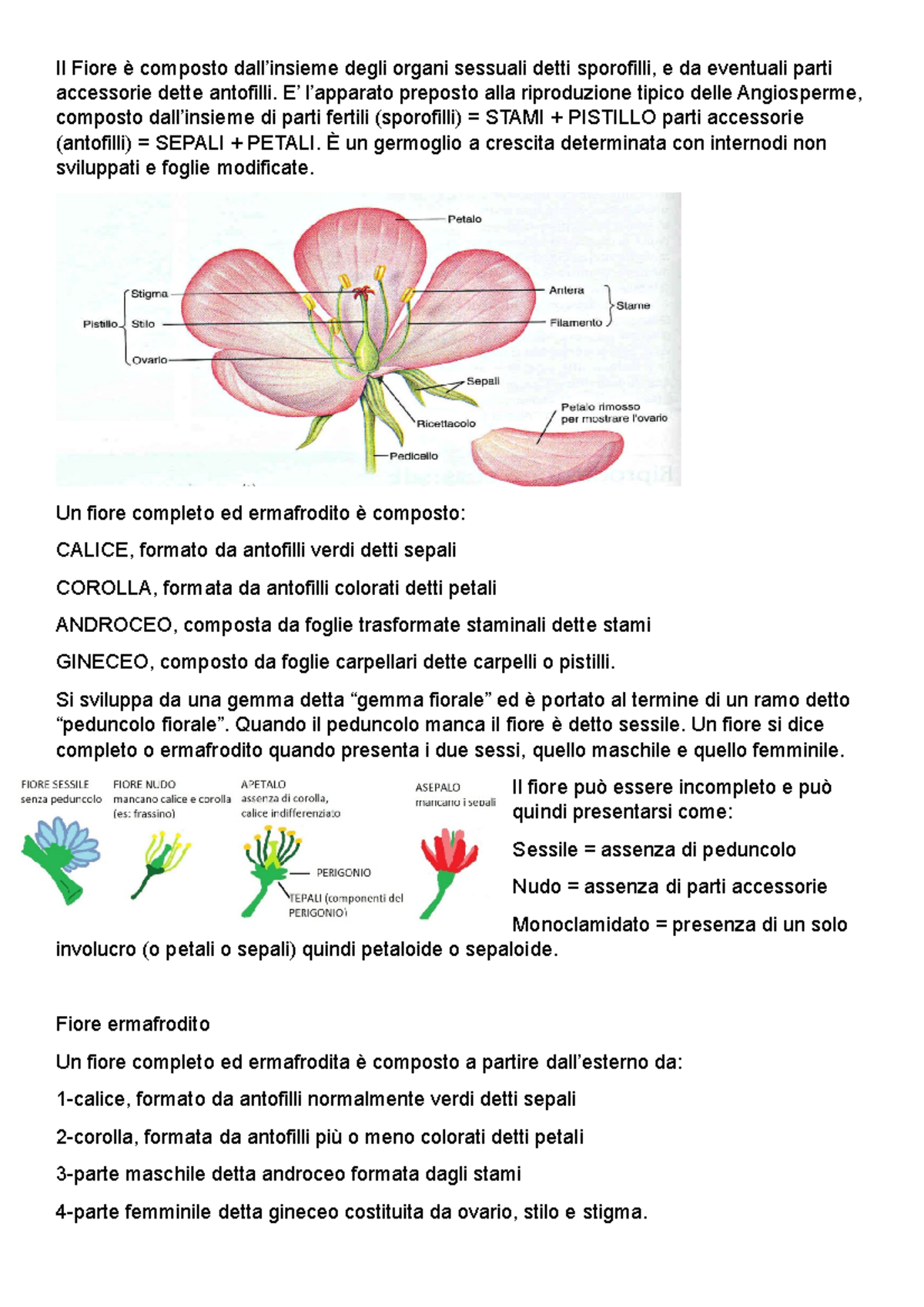 Il Fiore , struttura e proprietà - Il Fiore è composto dall’insieme ...