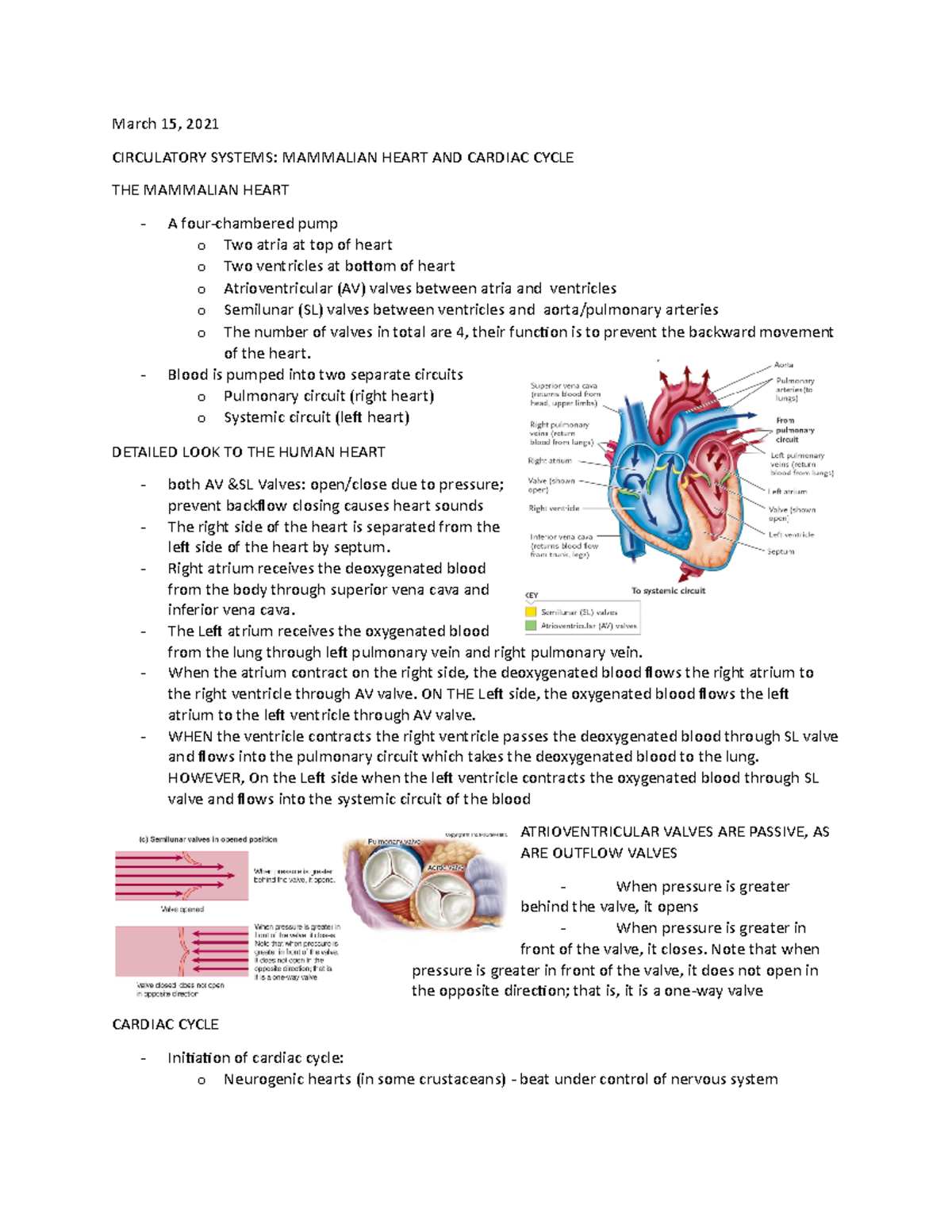 March 15 - Lecture Notes - March 15, 2021 CIRCULATORY SYSTEMS ...