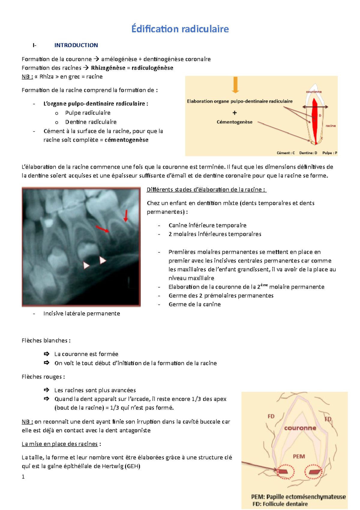 Chapitre-5-Radiculogénèse - Édification radiculaire I- INTRODUCTION ...