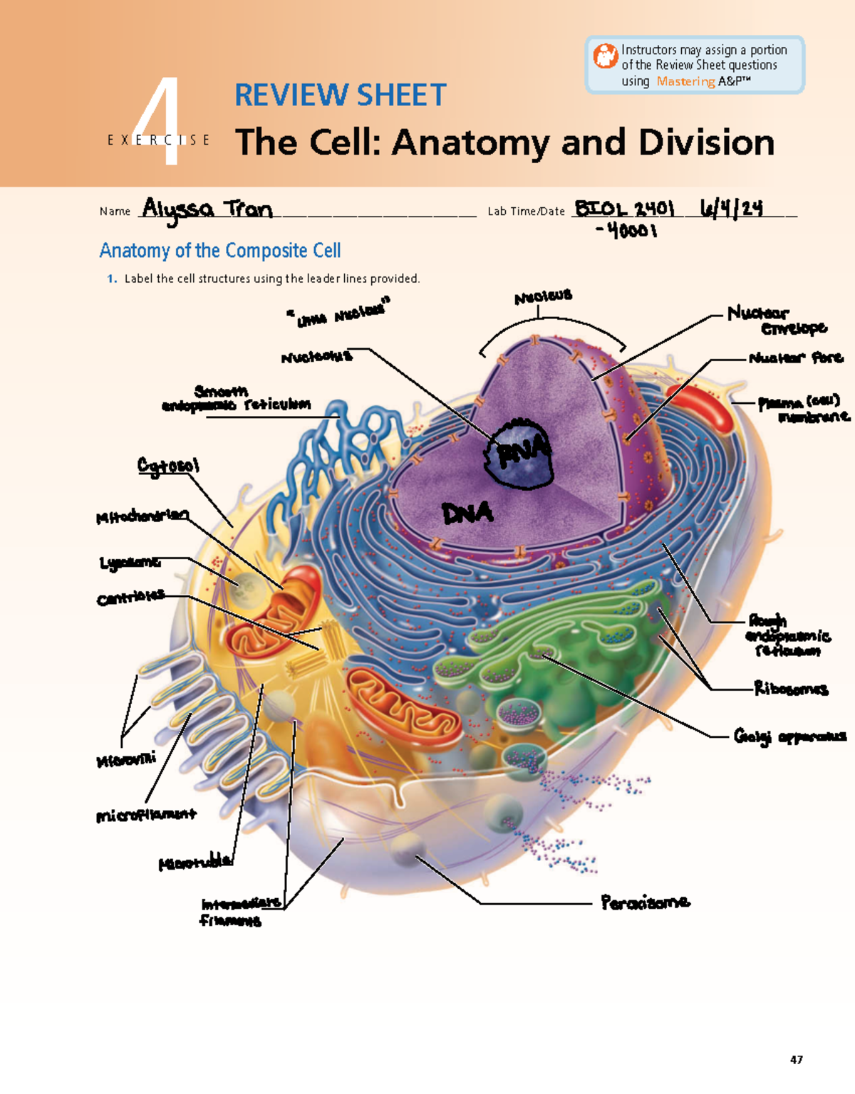 Review #4 - 4747 Instructors may assign a portion of the Review Sheet ...