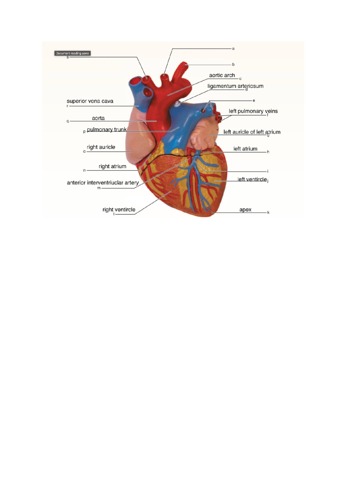 Upload - labelling of the heart - a Document reading pane S b aortic ...