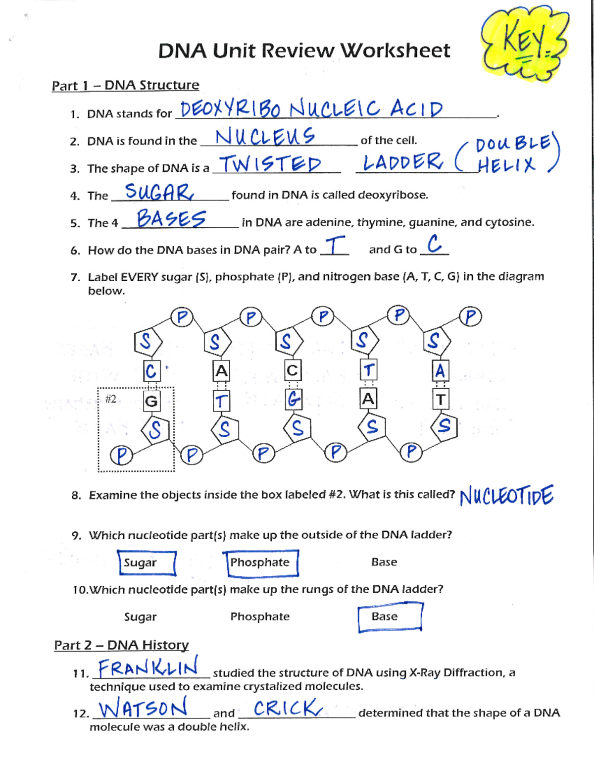 DNA Review Answer Key - dna - BI0100 - Studocu