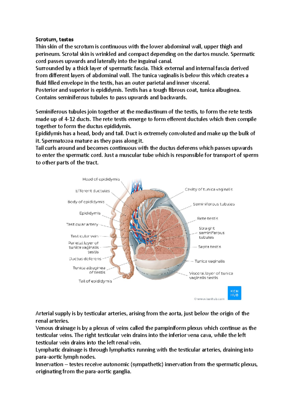 Anatomy - Scrotum, testes Thin skin of the scrotum is continuous with ...