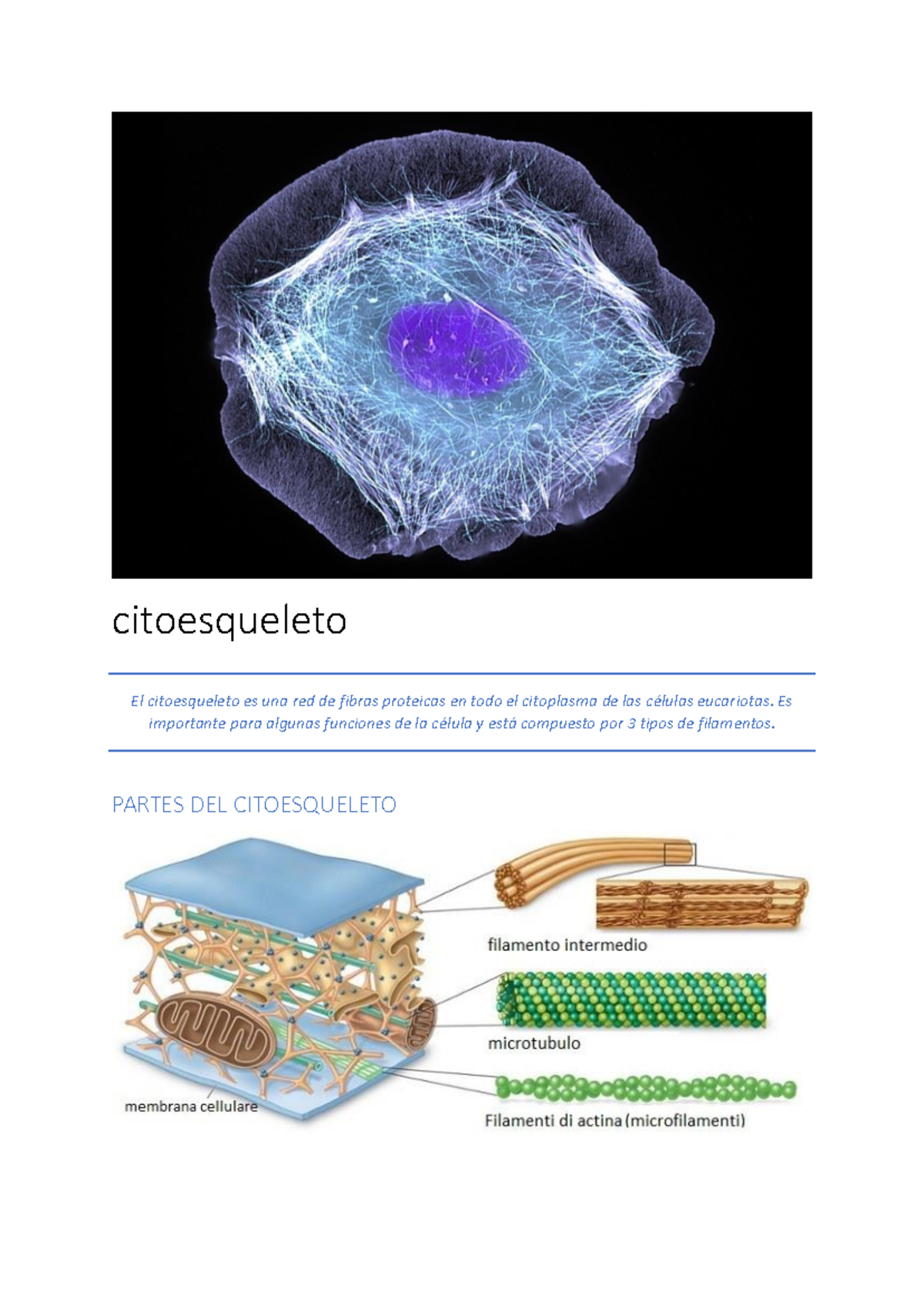 Citoesqueleto - Es importante para algunas funciones de la célula y ...