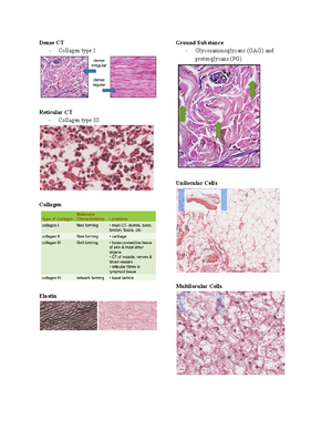 Lab #5 Muscle Tissue - Lab material - Lab #5: Muscle & Nerve Tissue ...