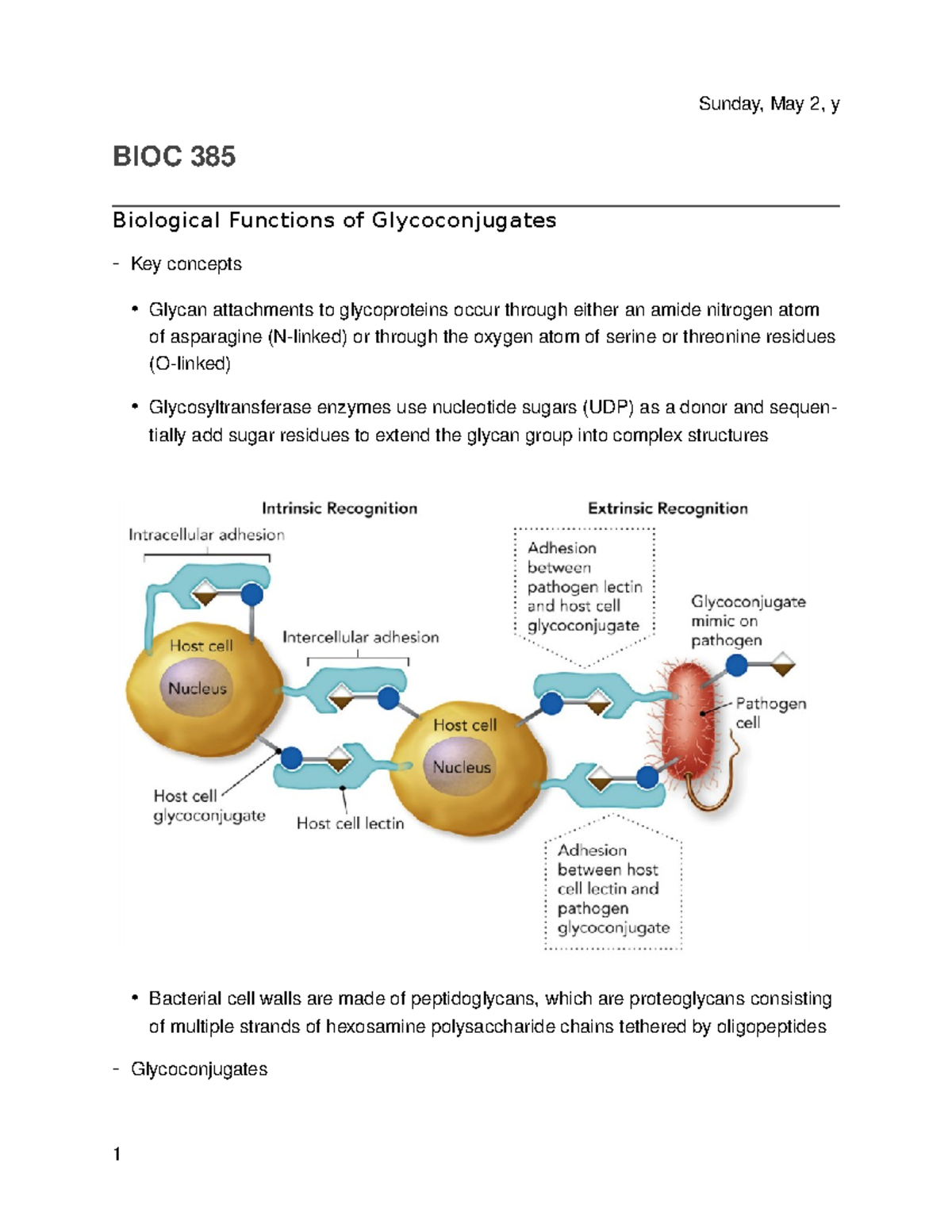 1 - Biological Functions of Glycoconjugates - Sunday ,May2,y BI OC385 ...