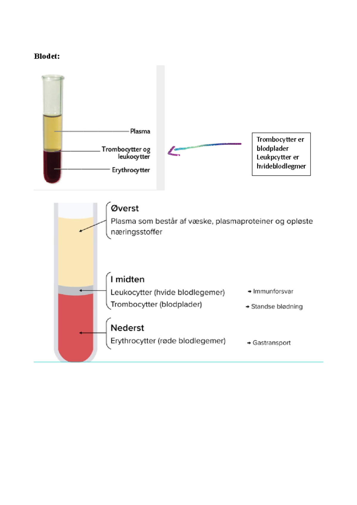 Blodet - Blodet: Trombocytter er blodplader Leukpcytter er ...