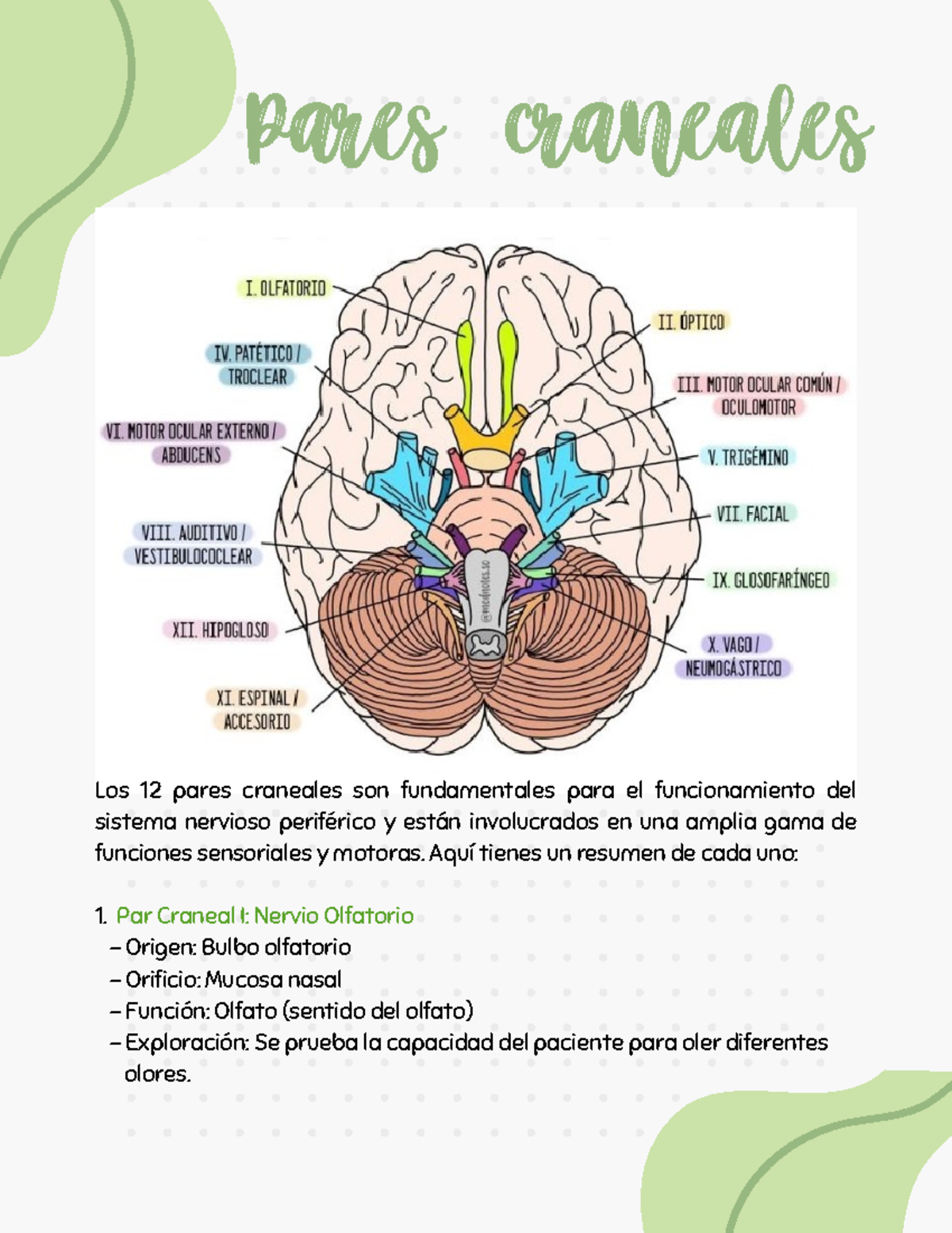 Pares craneales - Resumen Anatomía - Pares craneales Los 12 pares craneales son fundamentales ...
