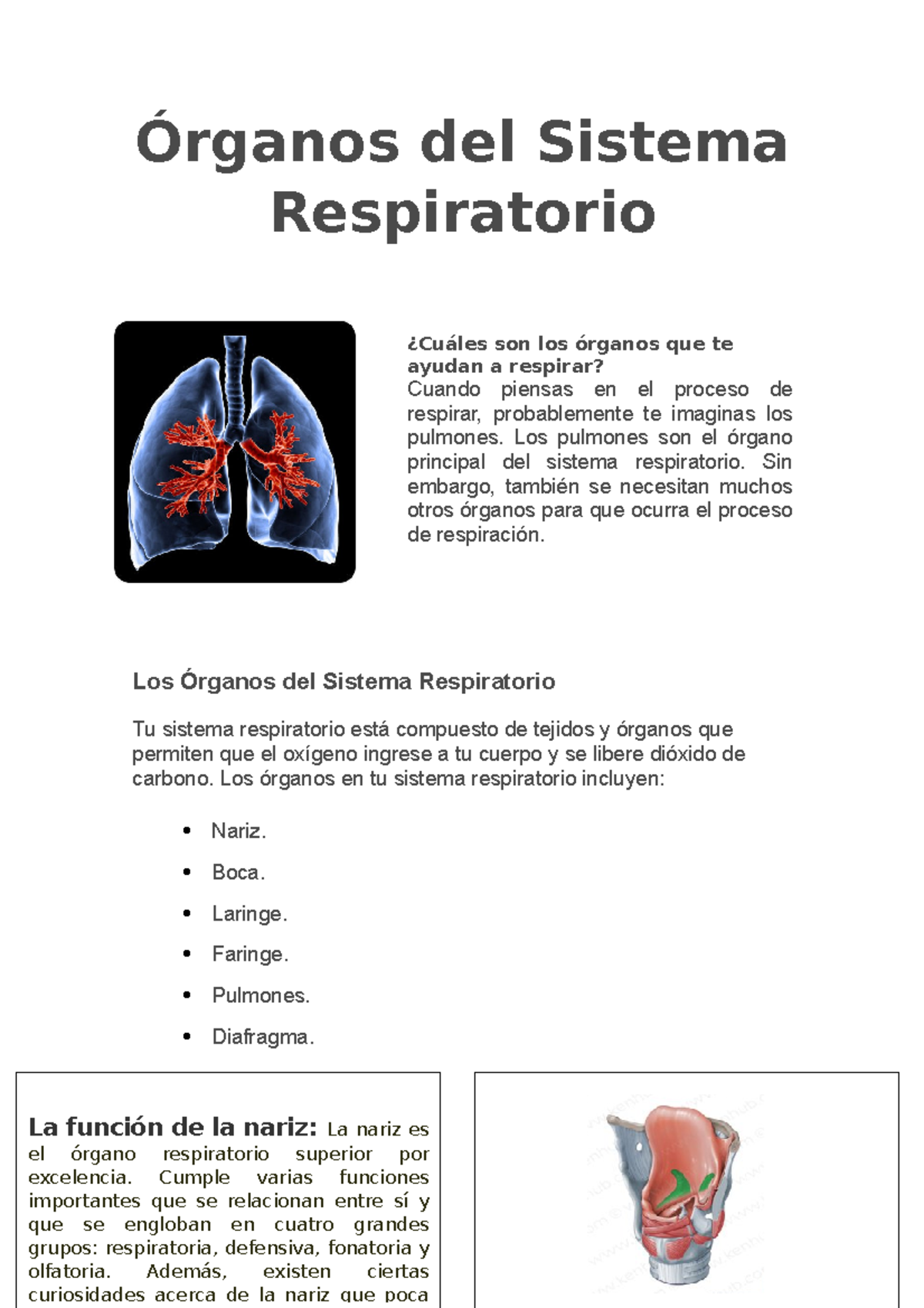 Órganos del Sistema Respiratorio - Órganos del Sistema Respiratorio ...